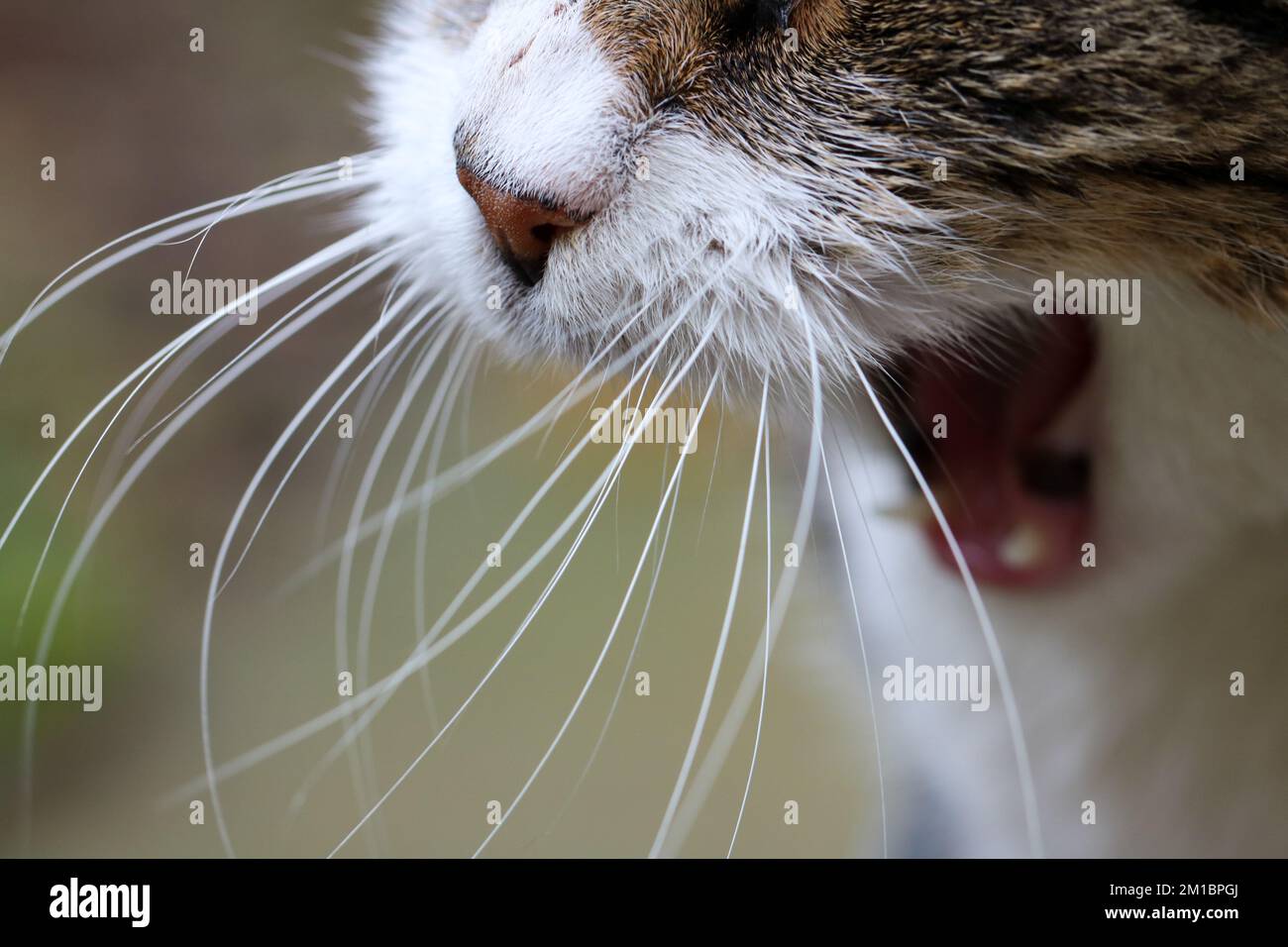 Mustache theme hi-res stock photography and images - Alamy