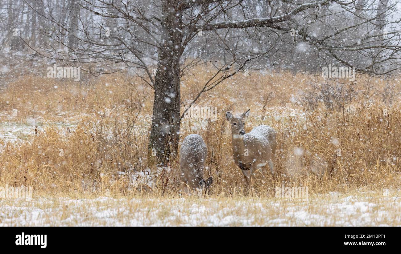 Snow falling on a white-tailed doe and fawn in northern Wisconsin Stock ...