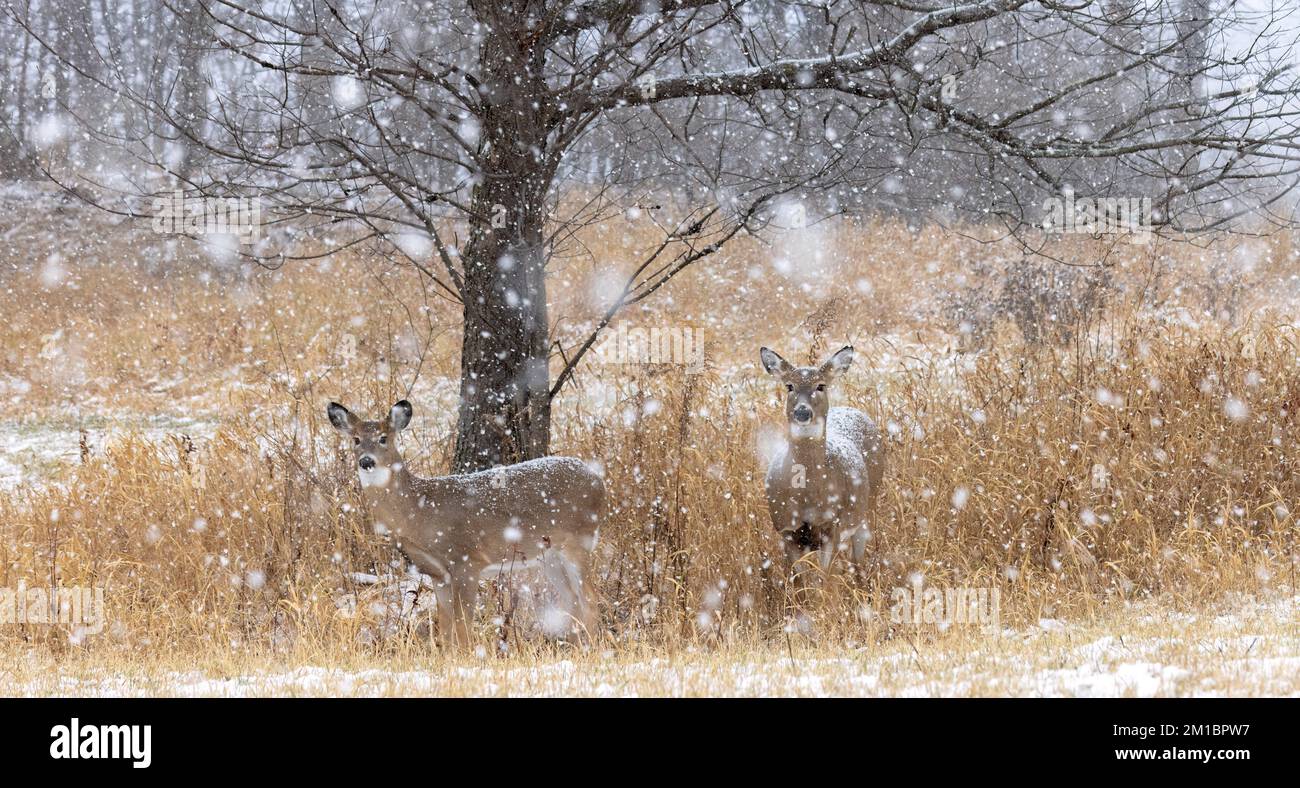 Snow falling on a white-tailed doe and fawn in northern Wisconsin Stock ...