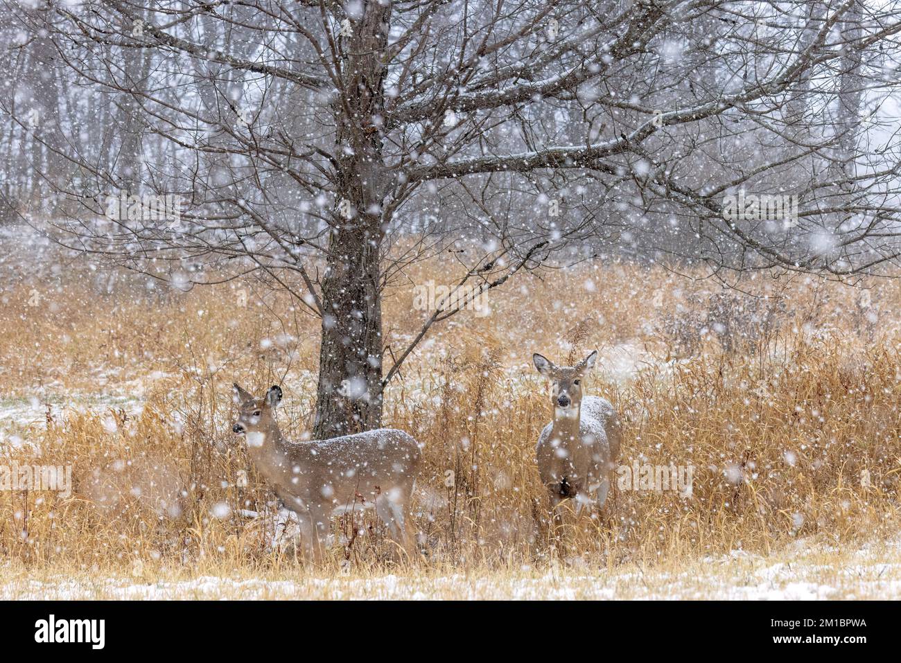 Snow falling on a white-tailed doe and fawn in northern Wisconsin Stock ...