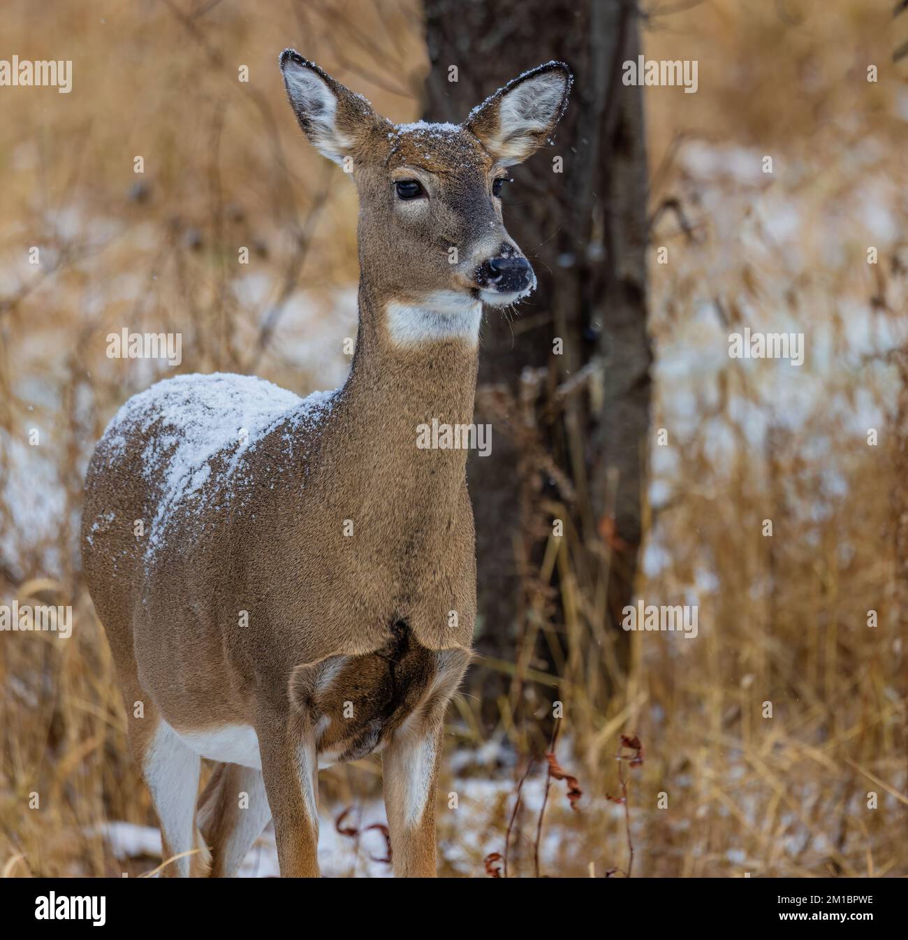 White-tailed doe covered with snow in northern Wisconsin Stock Photo ...
