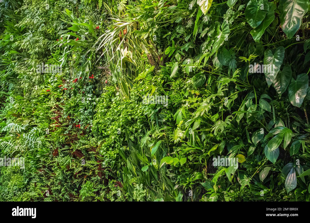 Beautiful nature background of vertical garden with tropical green leaf ...