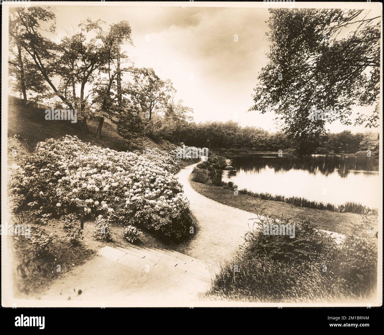 Ward's Pond , Trails & paths, Flowers, Lakes & ponds. Leon Abdalian ...
