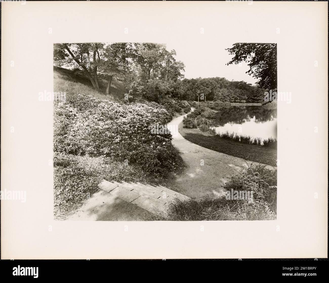 Ward's Pond , Trails & paths, Flowers, Lakes & ponds. Leon Abdalian ...