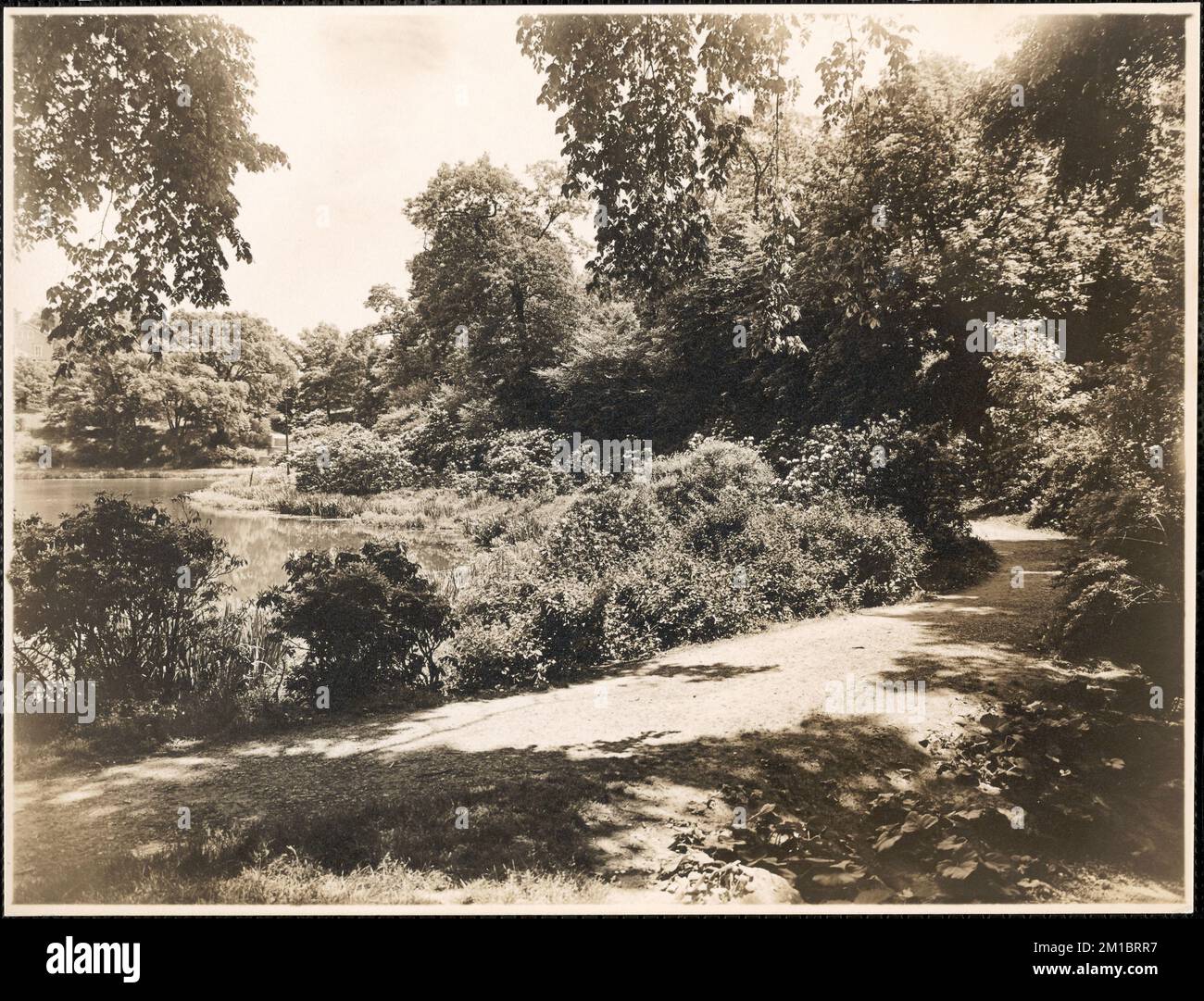 Ward's Pond from spring water rock , Trails & paths, Flowers, Lakes ...