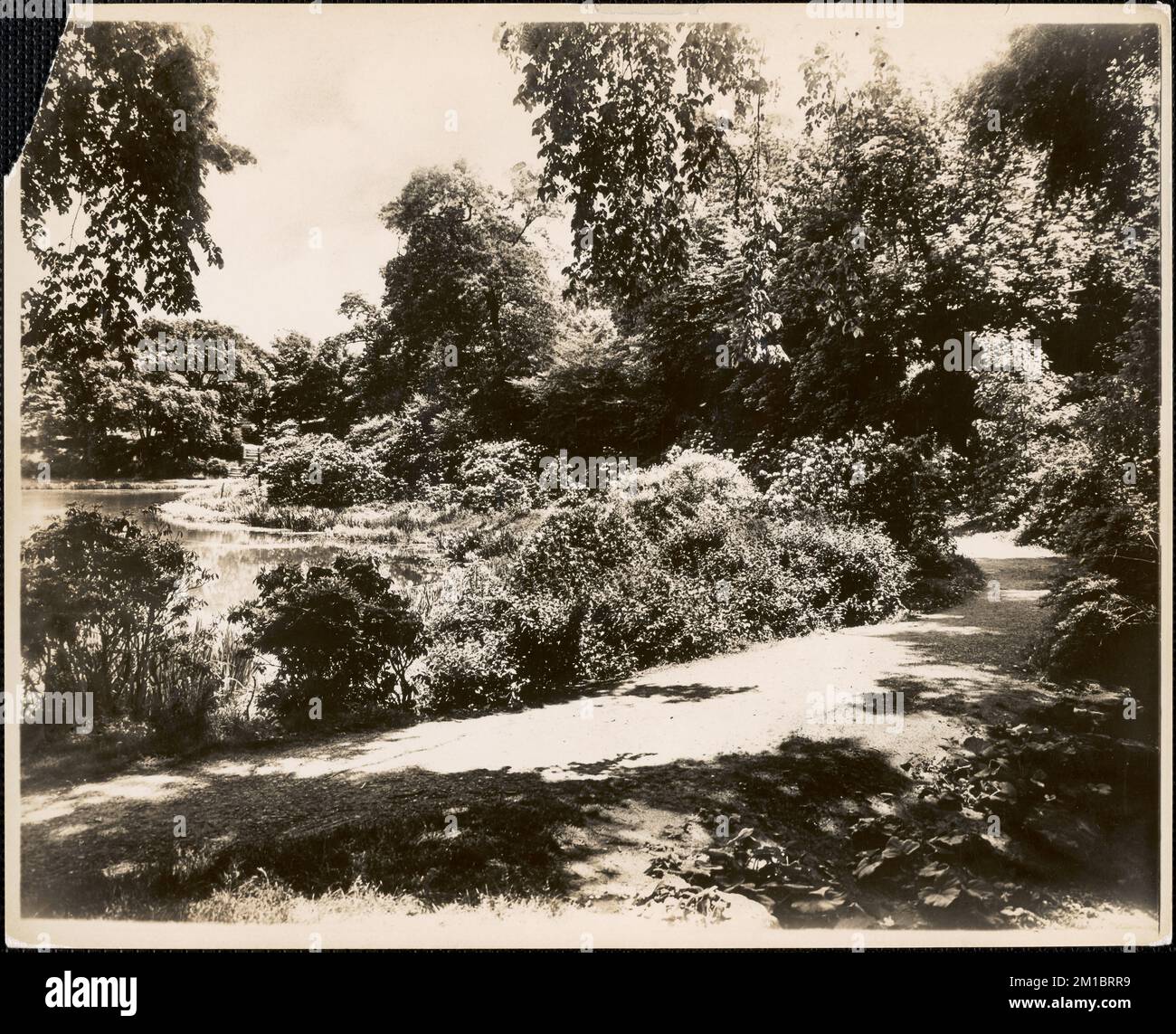 Ward's Pond from spring water rock , Trails & paths, Flowers, Lakes ...