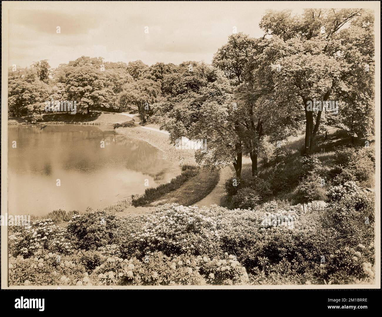 Ward's Pond, looking down from Perkins Street , Trails & paths, Flowers ...