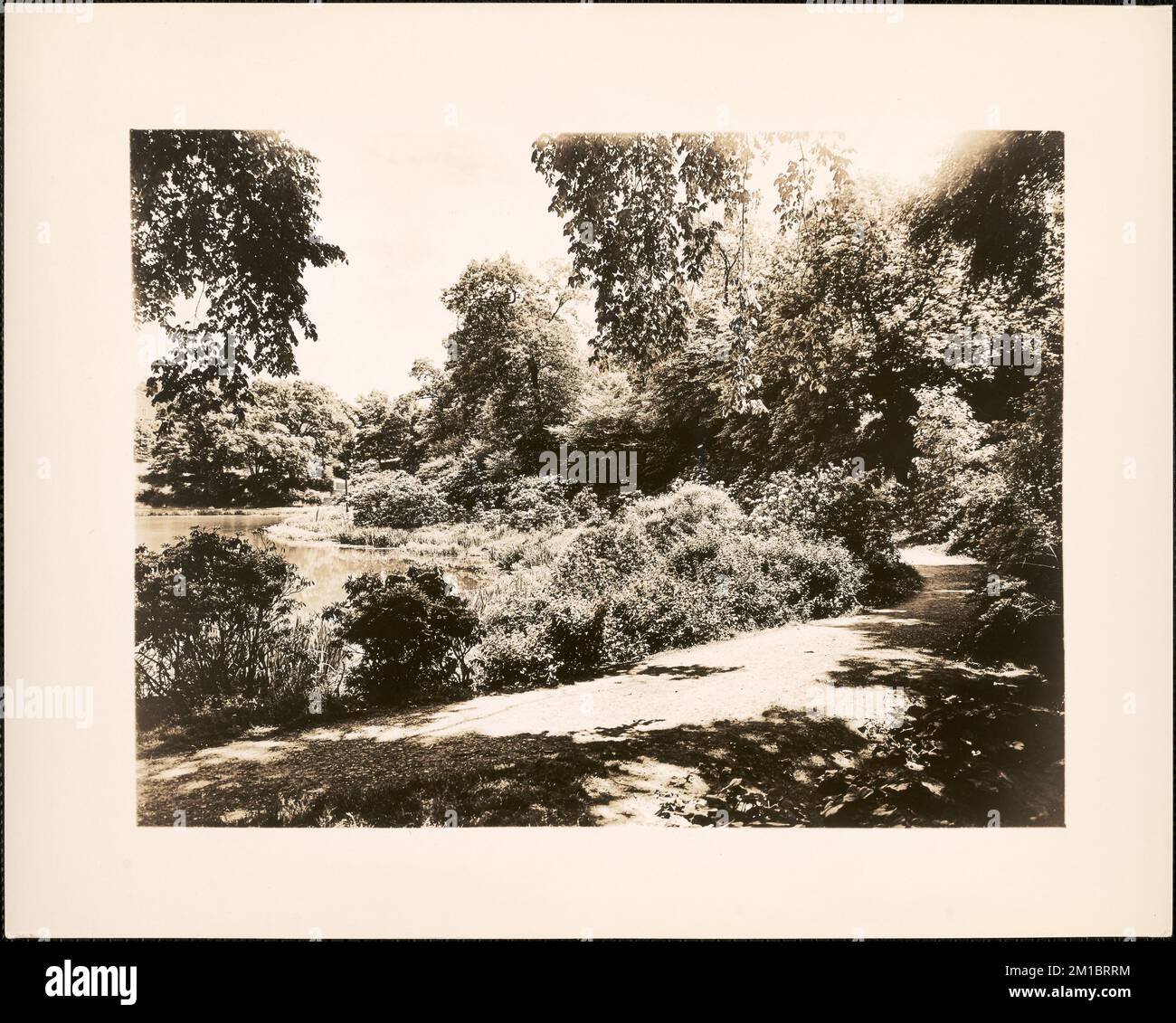 Ward's Pond from spring water rock , Trails & paths, Flowers, Lakes ...