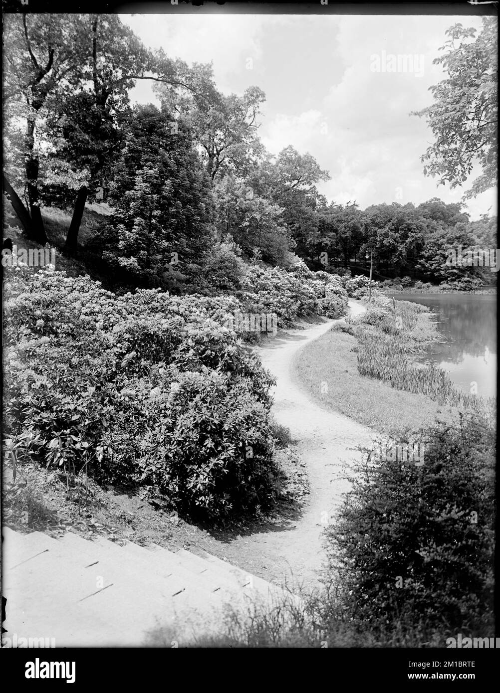 Ward's Pond, looking down from stairs , Lakes & ponds, Trails & paths ...