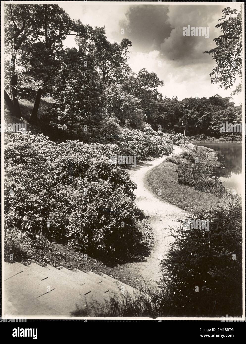 Ward's Pond, looking down from stairs , Trails & paths, Flowers, Lakes ...