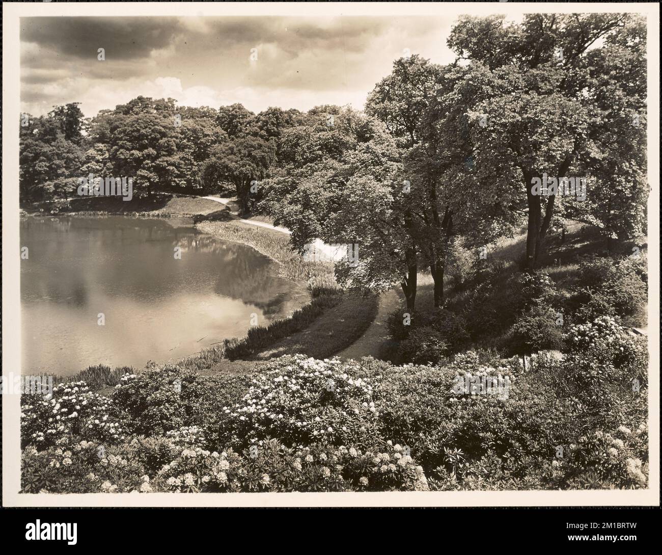 Ward's Pond, looking down from Perkins Street , Trails & paths, Flowers ...