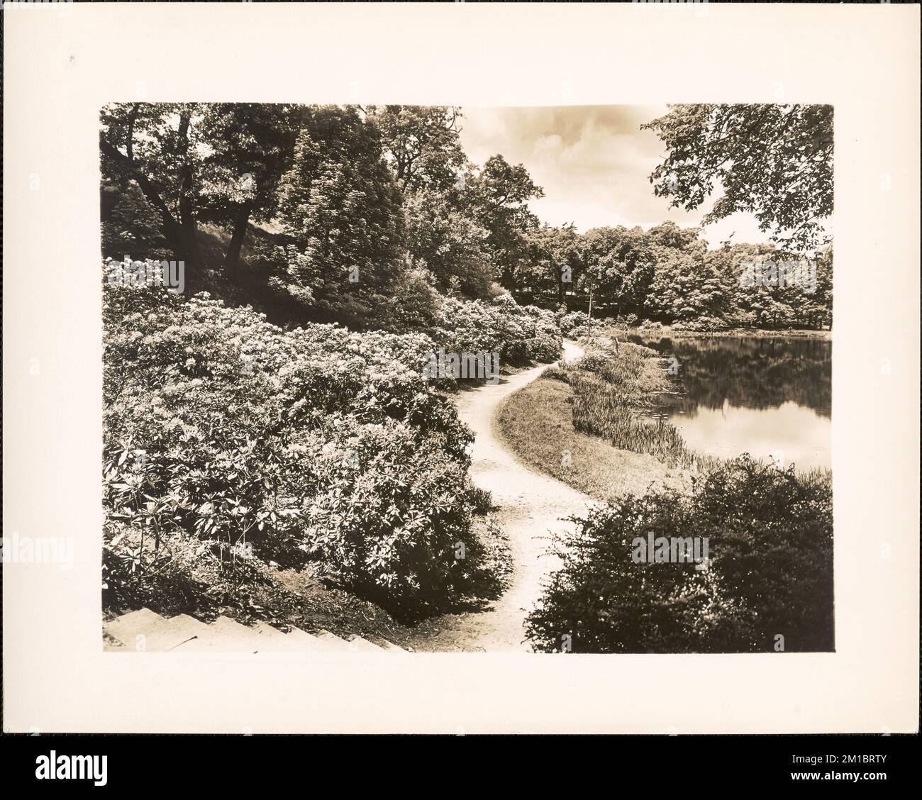 Ward's Pond, looking down from stairs , Lilacs, Trails & paths, Lakes ...