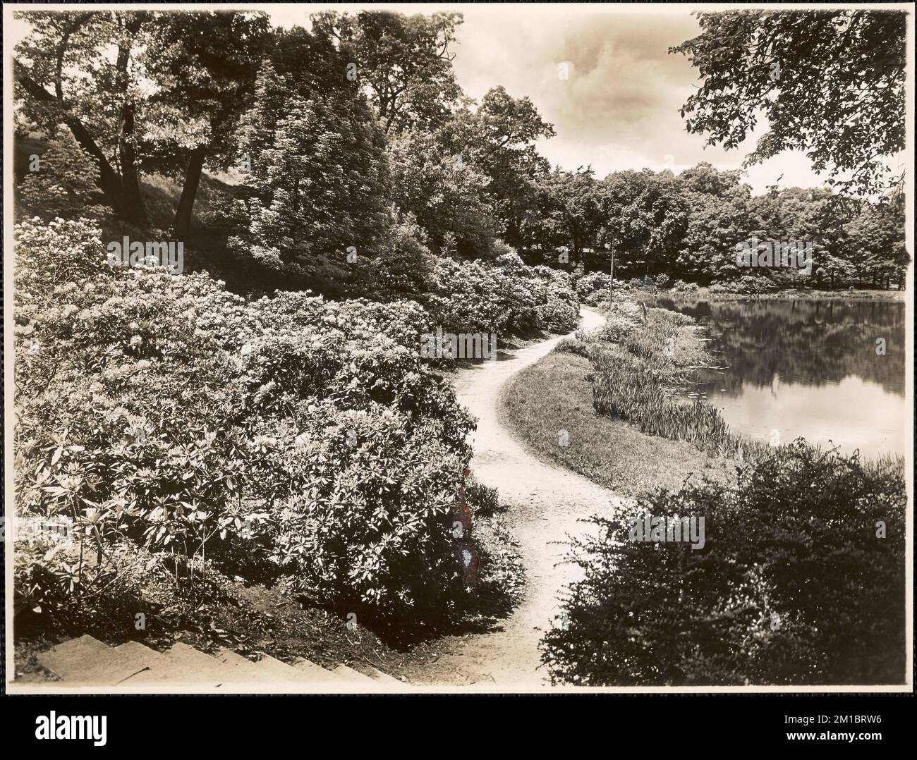 Ward's Pond, looking down from stairs , Lilacs, Trails & paths, Lakes ...