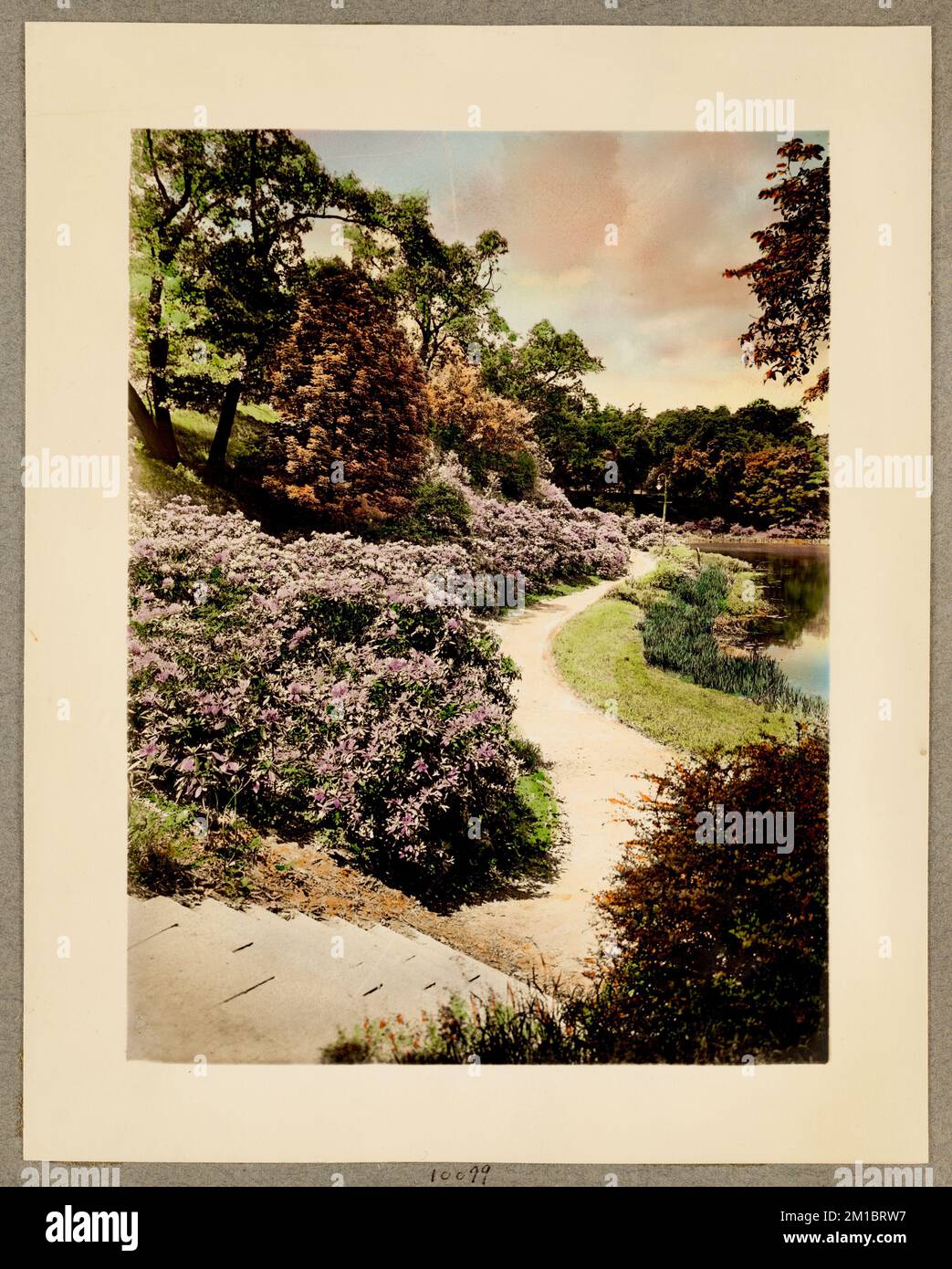 Ward's Pond, looking down from stairs , Trails & paths, Lakes & ponds ...