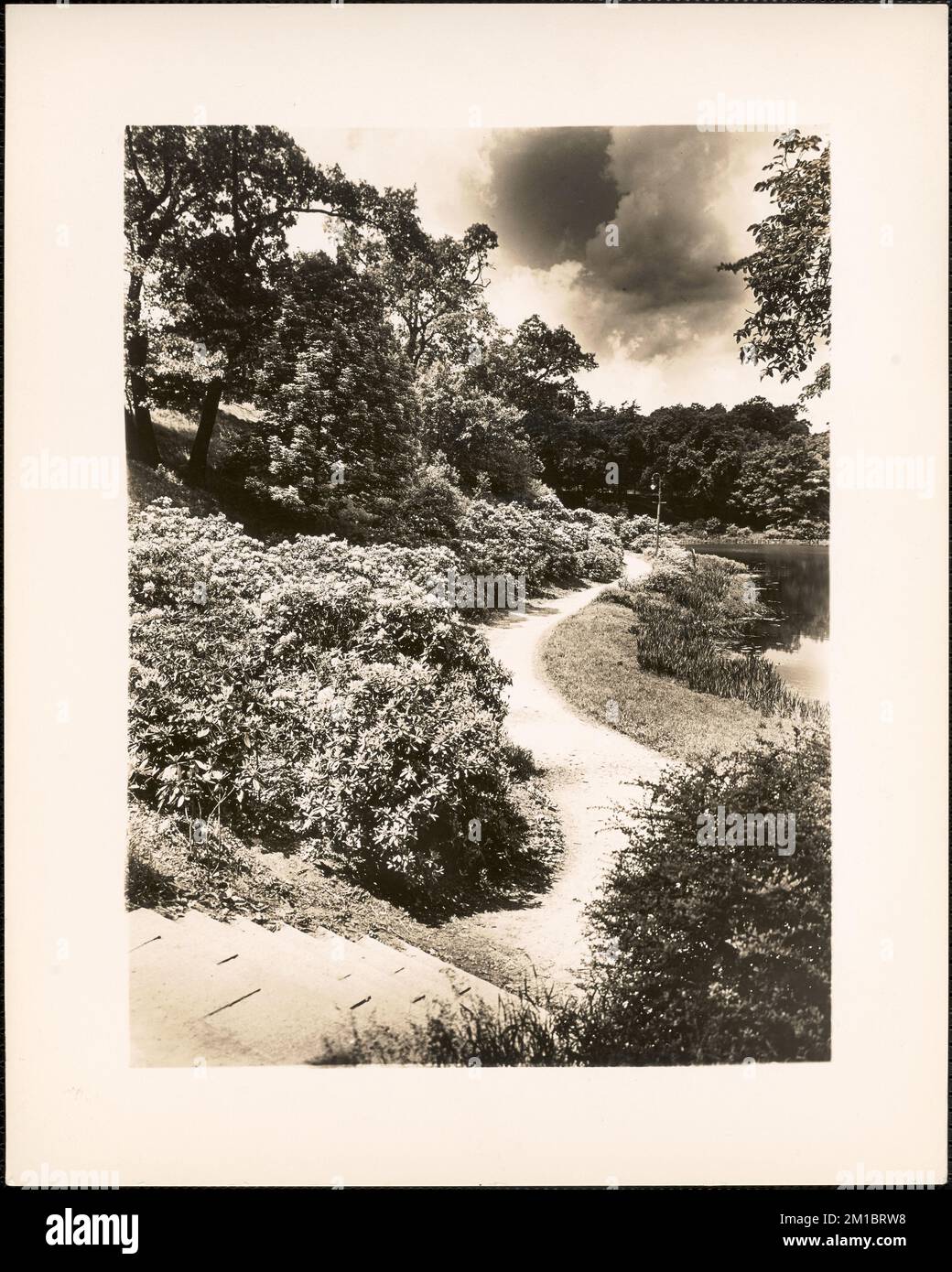 Ward's Pond, looking down from stairs , Trails & paths, Flowers, Lakes ...