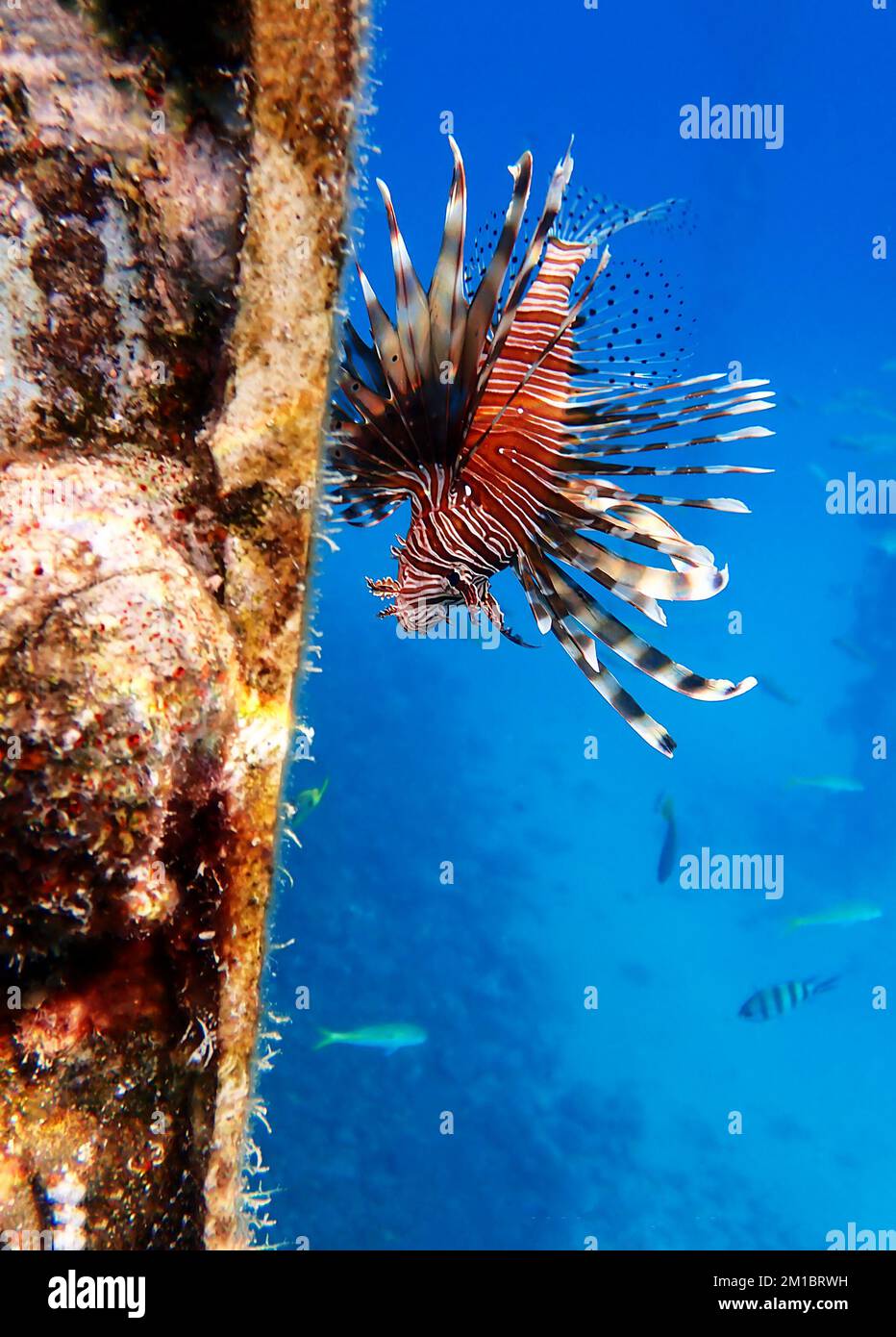Common Lionfish - (Pterois miles), the most frequently spotted into the ...