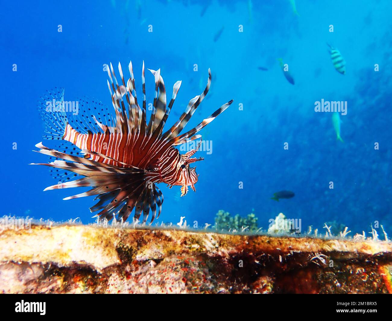 Common Lionfish - (Pterois miles), the most frequently spotted into the ...