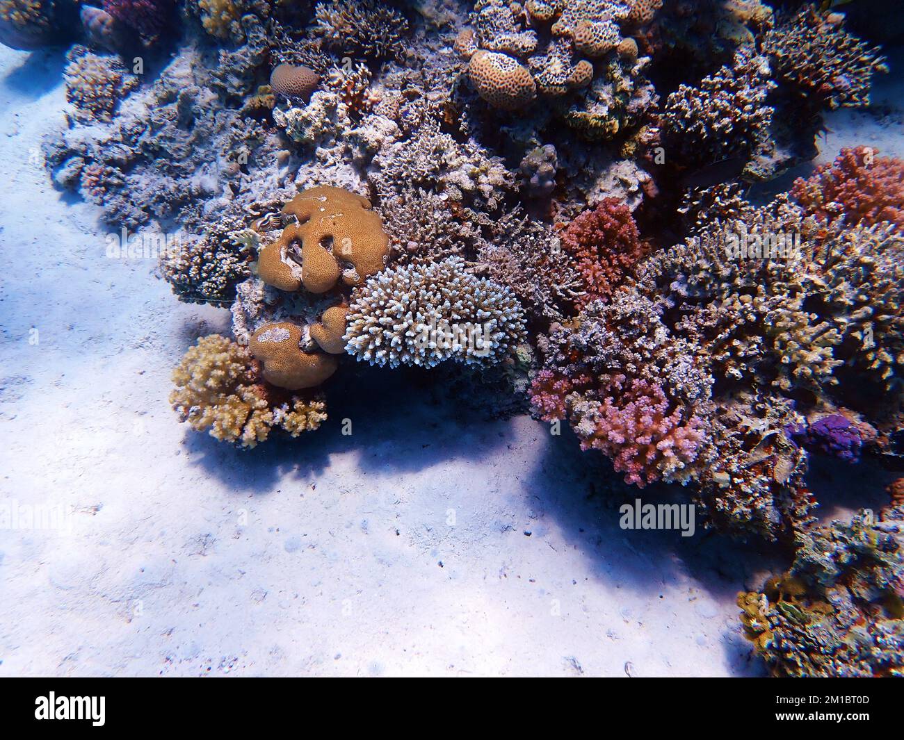 Underwater dream coral reef seascape into the Red sea Stock Photo - Alamy