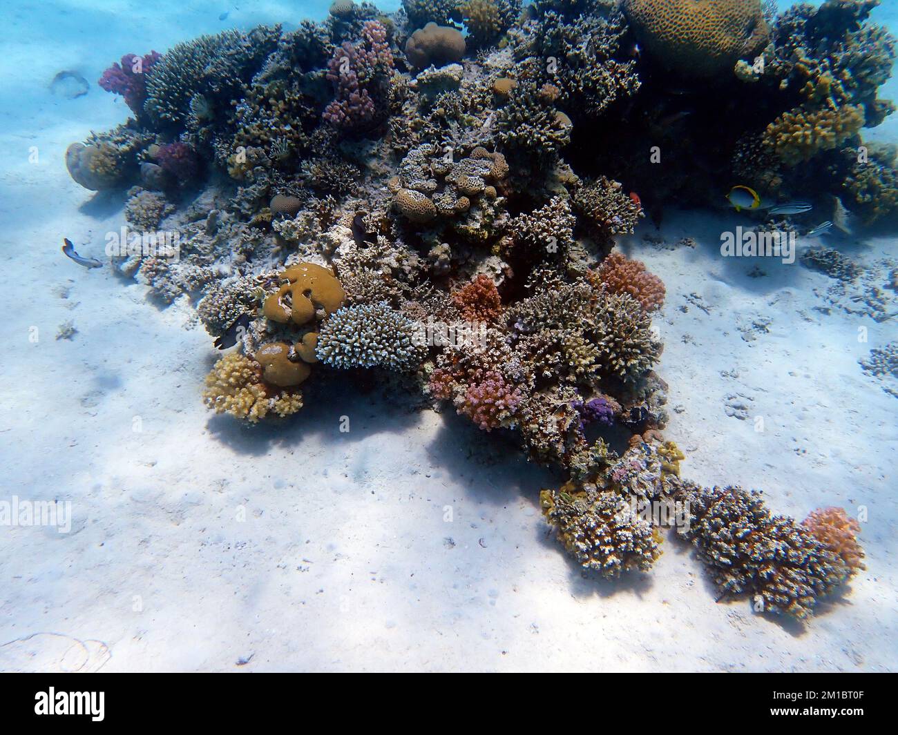 Underwater dream coral reef seascape into the Red sea Stock Photo - Alamy