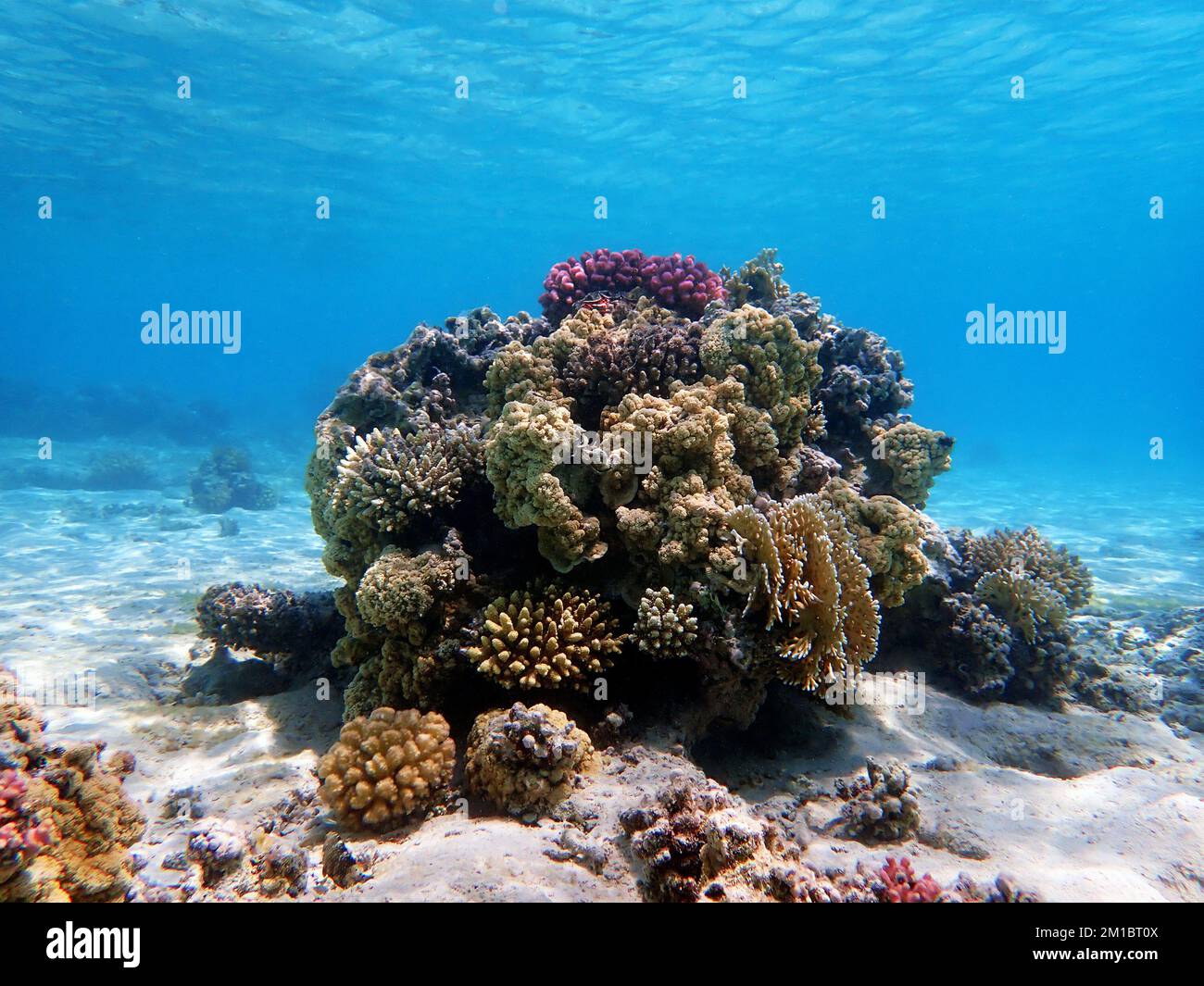 Underwater coral formation hi-res stock photography and images - Alamy