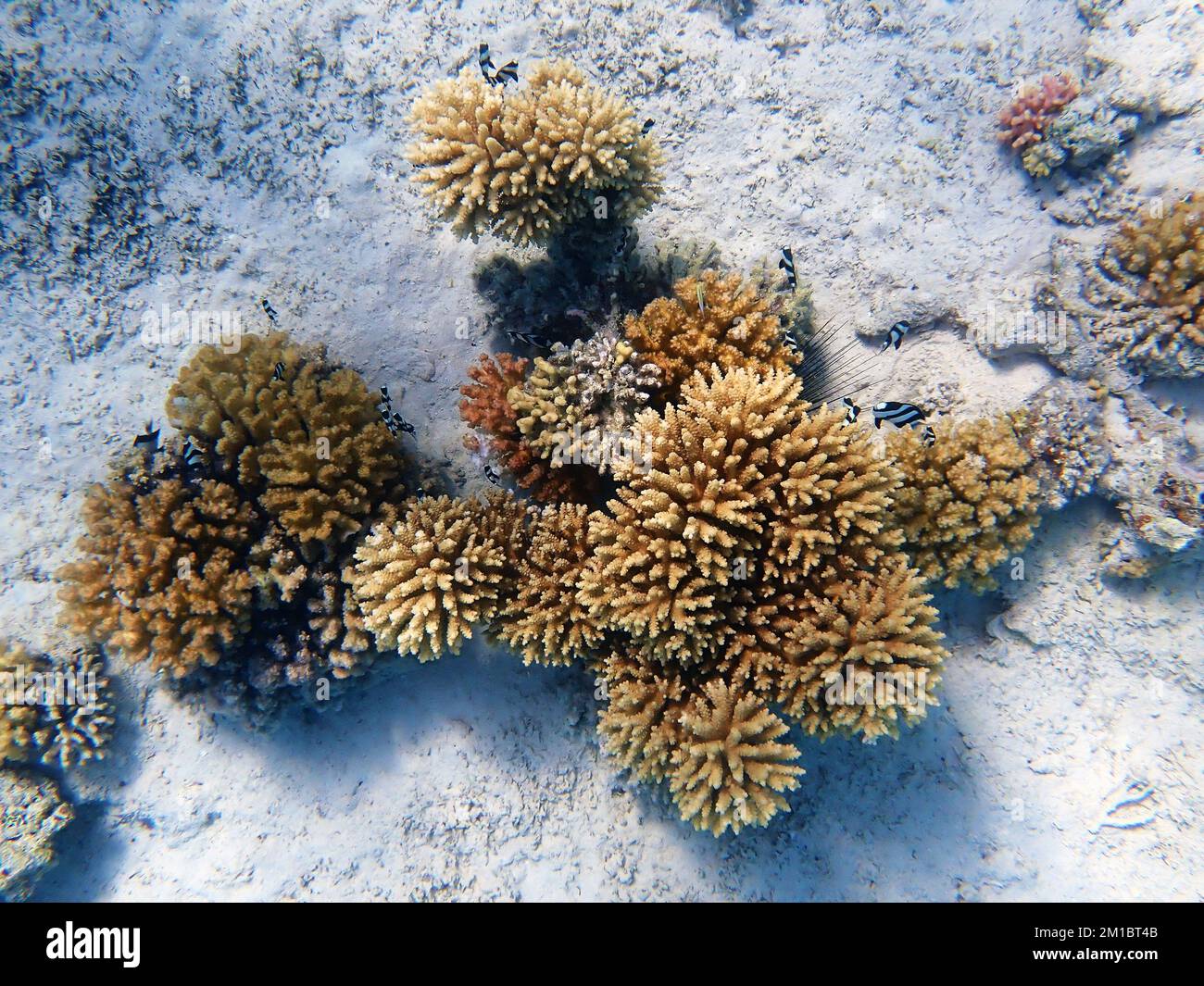 Underwater dream coral reef seascape into the Red sea Stock Photo - Alamy