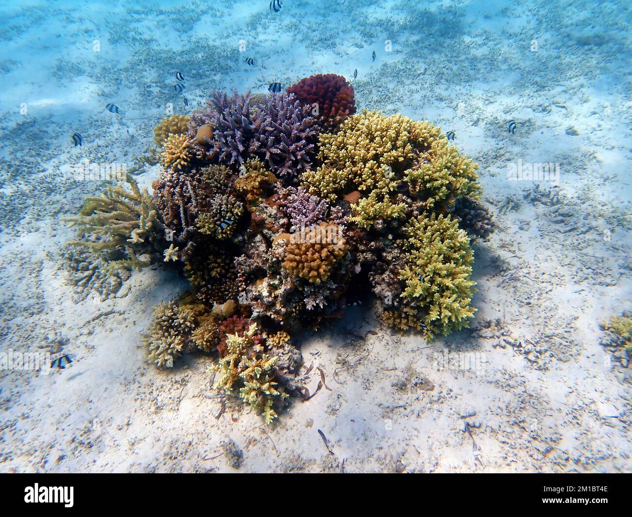Underwater dream coral reef seascape into the Red sea Stock Photo - Alamy