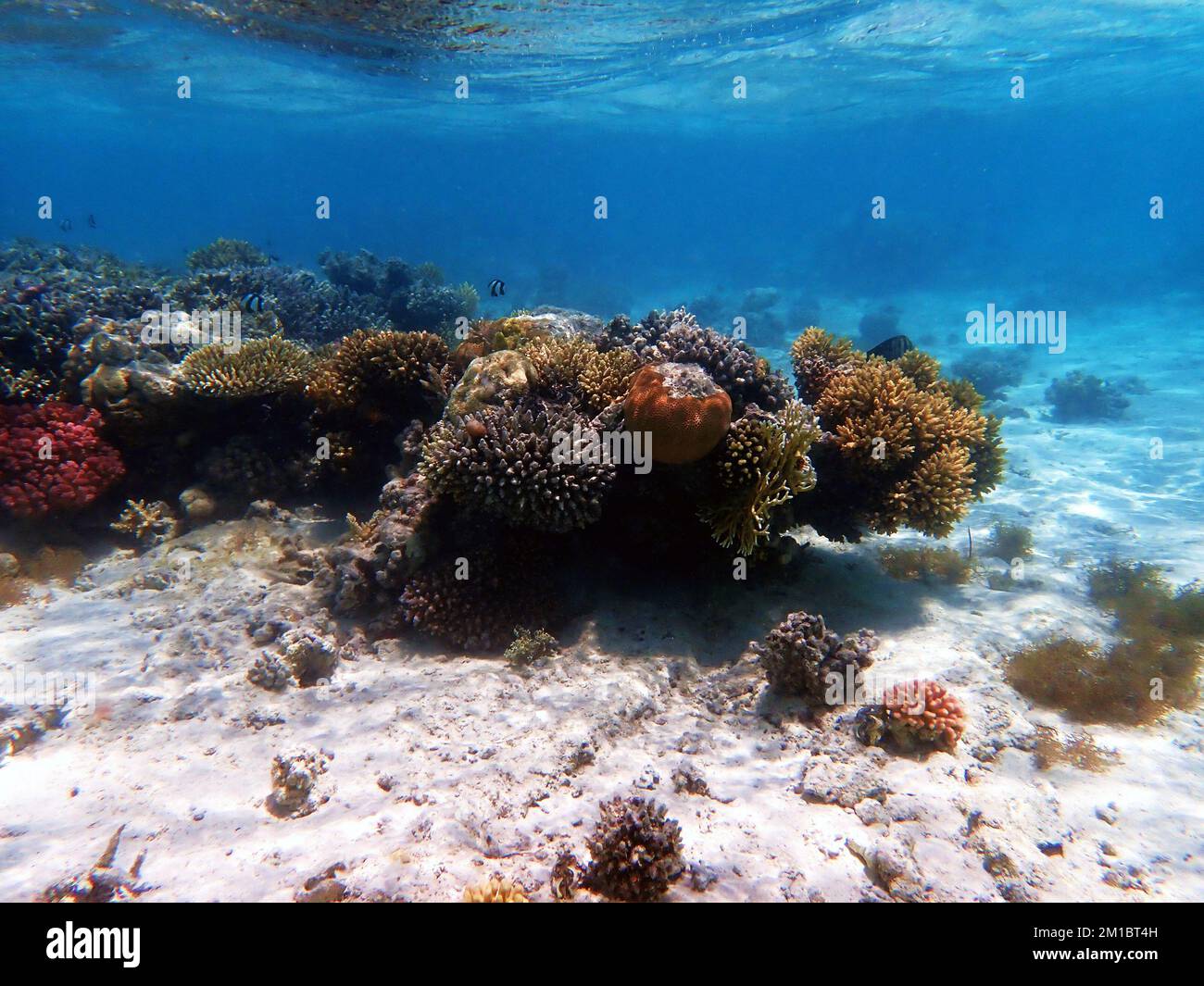 Underwater dream coral reef seascape into the Red sea Stock Photo - Alamy