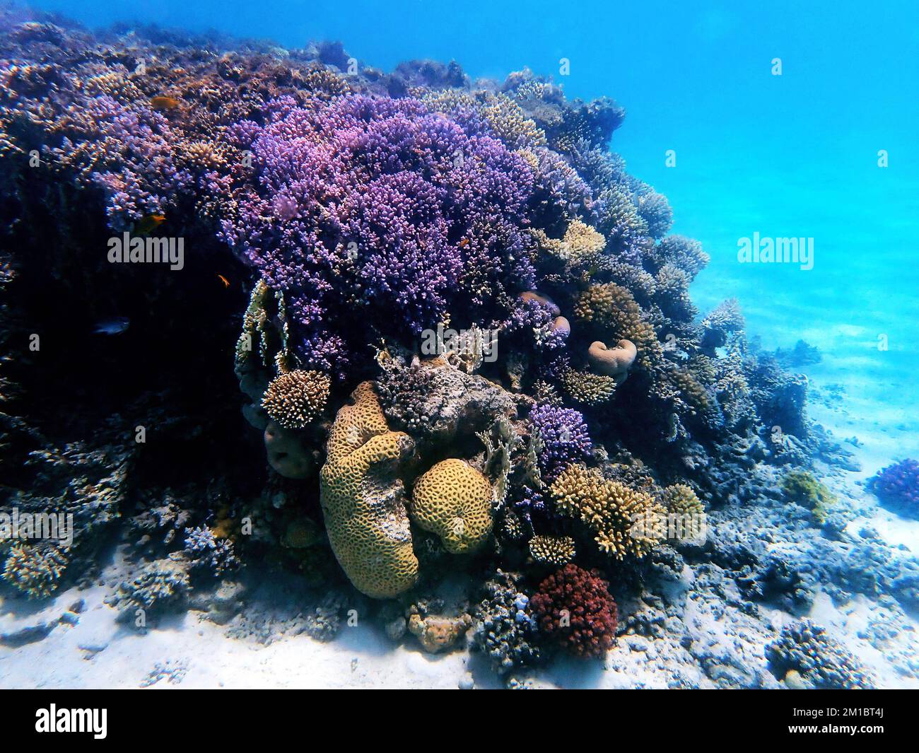 Underwater dream coral reef seascape into the Red sea Stock Photo - Alamy