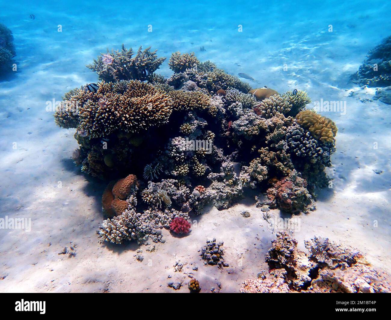 Underwater dream coral reef seascape into the Red sea Stock Photo - Alamy
