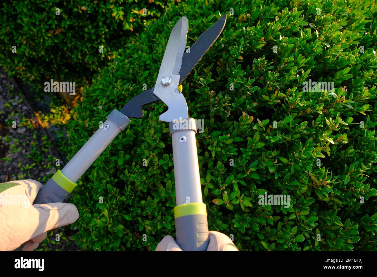 Shearing Plants In The Garden Tool For Plant Formation Concept Topiary Pruninggarden Shears