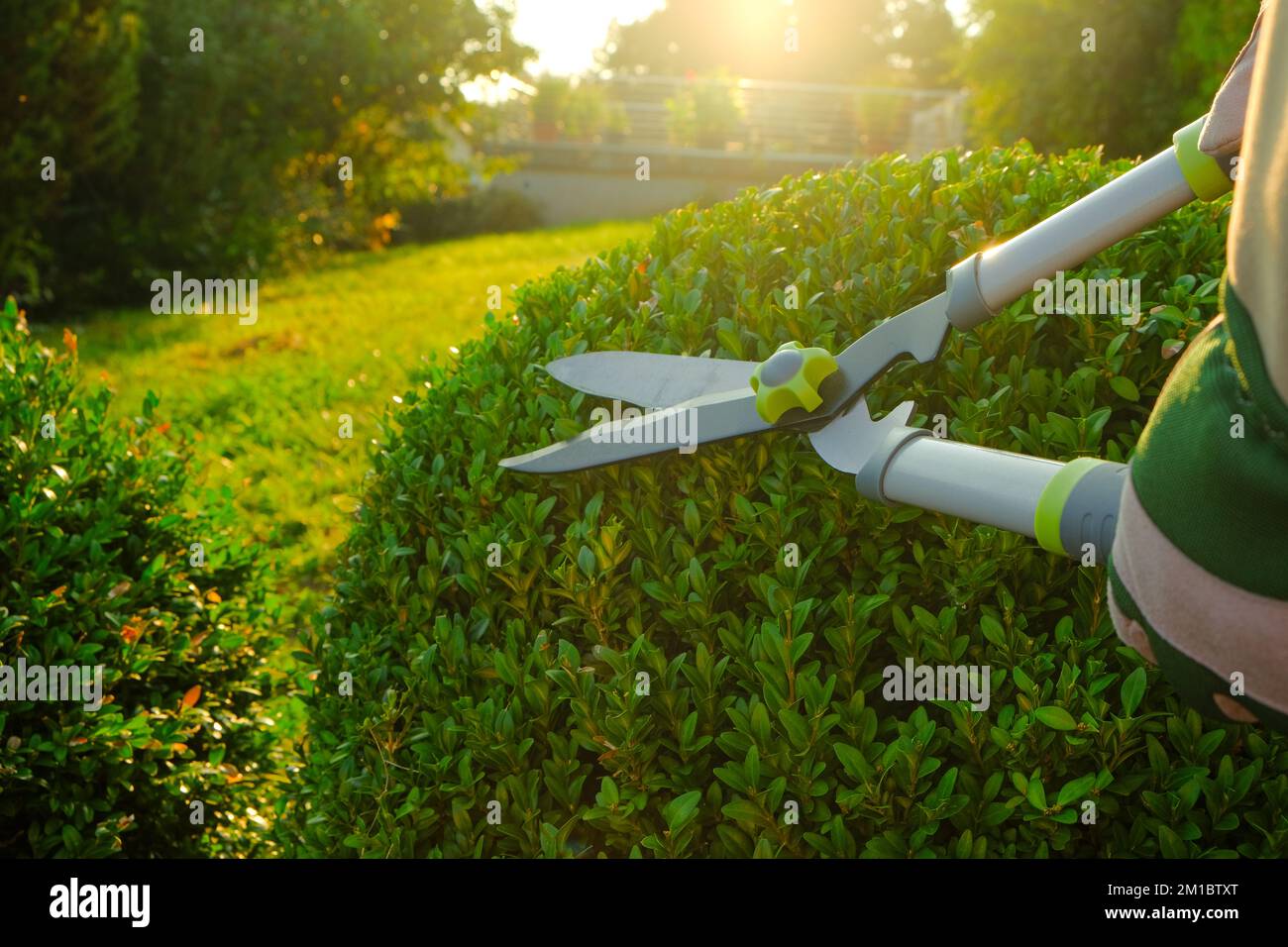 Shearing Plants In The Garden Boxwood Round Shape Tool For Plant Formation Concept Topiary