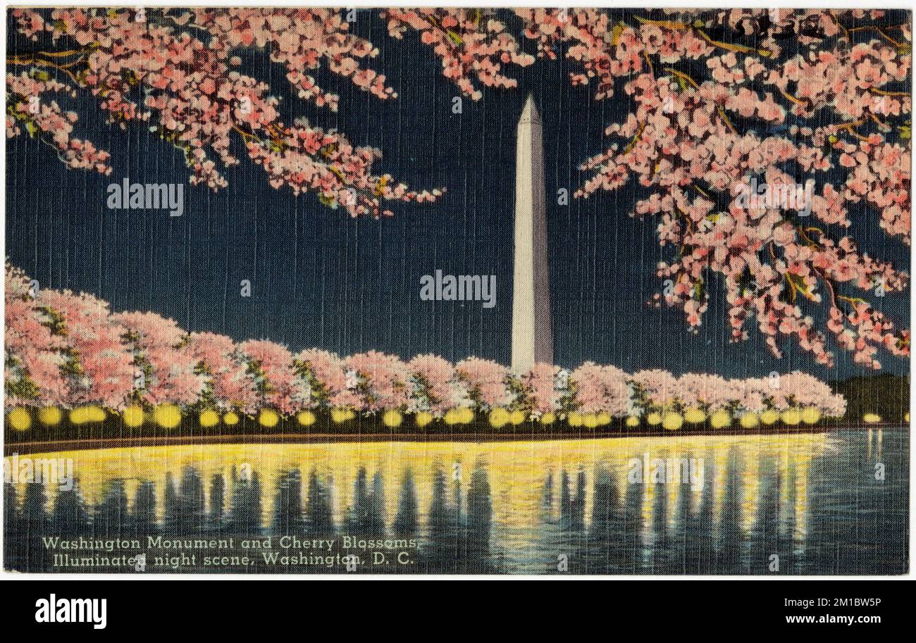 Washington Monument and Cherry Blossoms, illuminated night scene ...