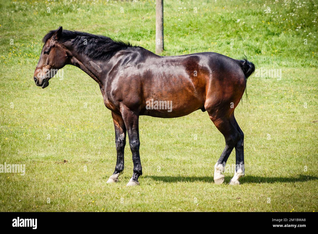 Side view of horse standing on grassy field Stock Photo - Alamy