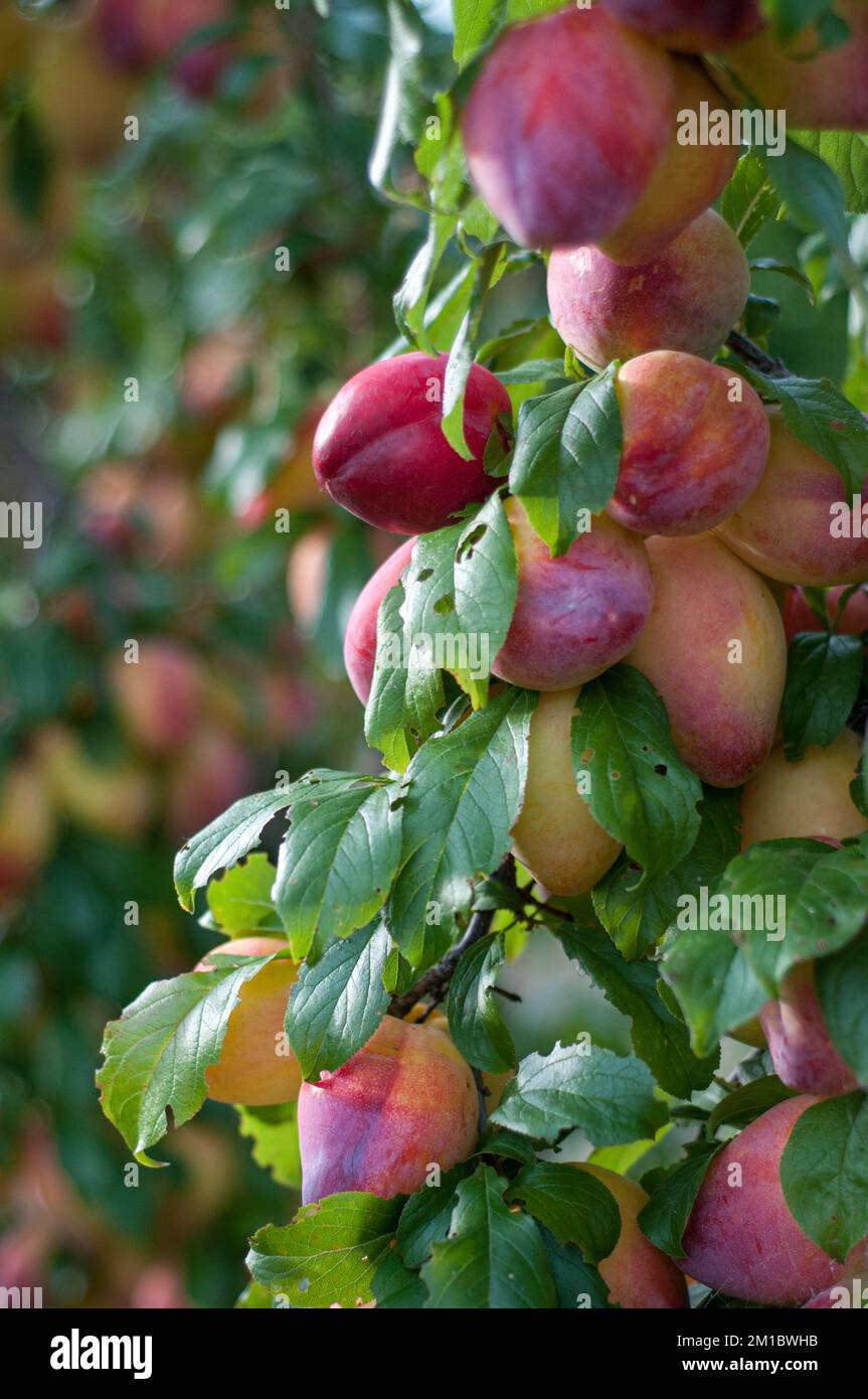 Close up of colourful ripe plums on the tree Stock Photo - Alamy