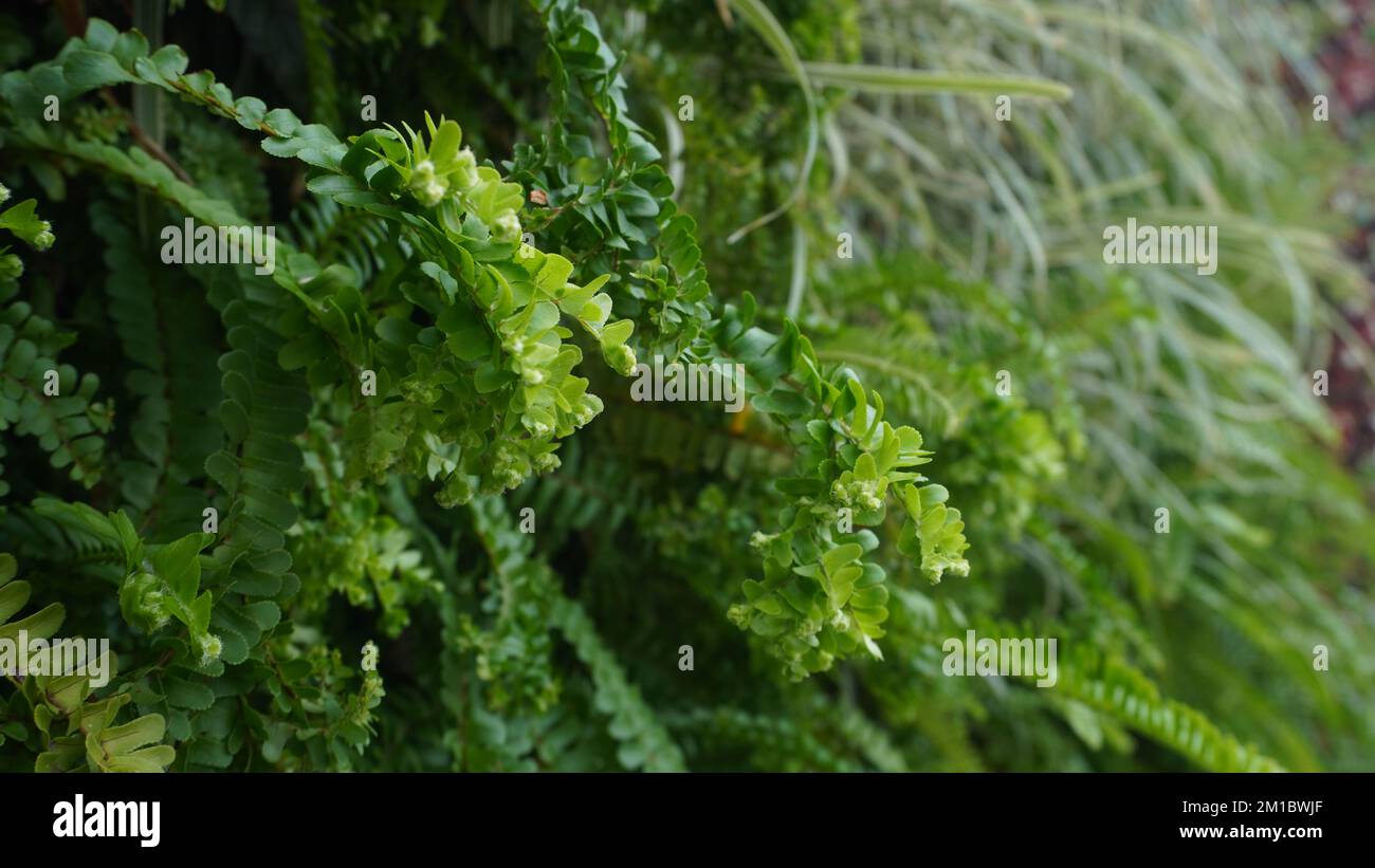 aesthetic greenery ornamental plants on the wall Stock Photo - Alamy