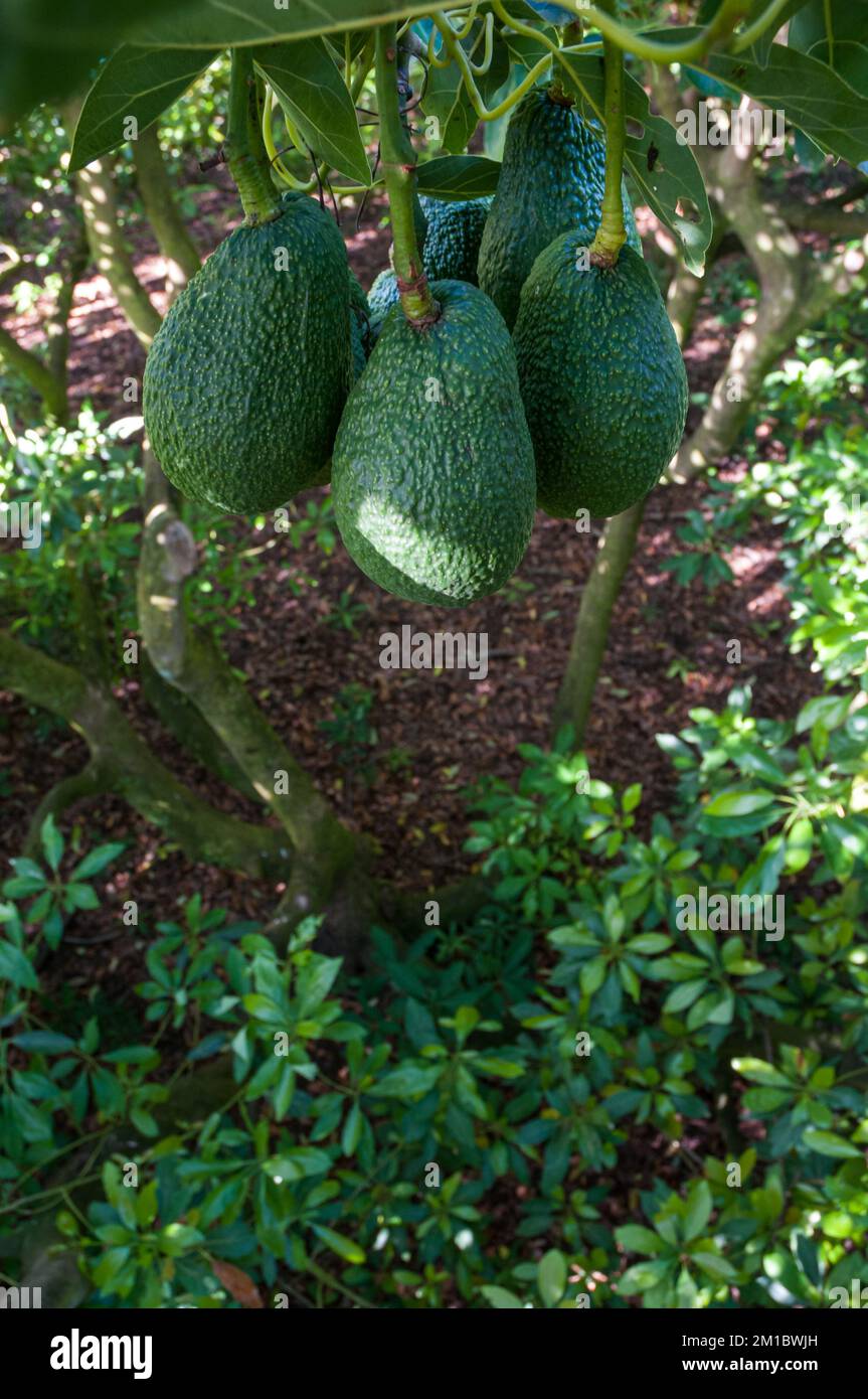 A cluster of avocado fruit hanging on the tree viewed from above Stock ...