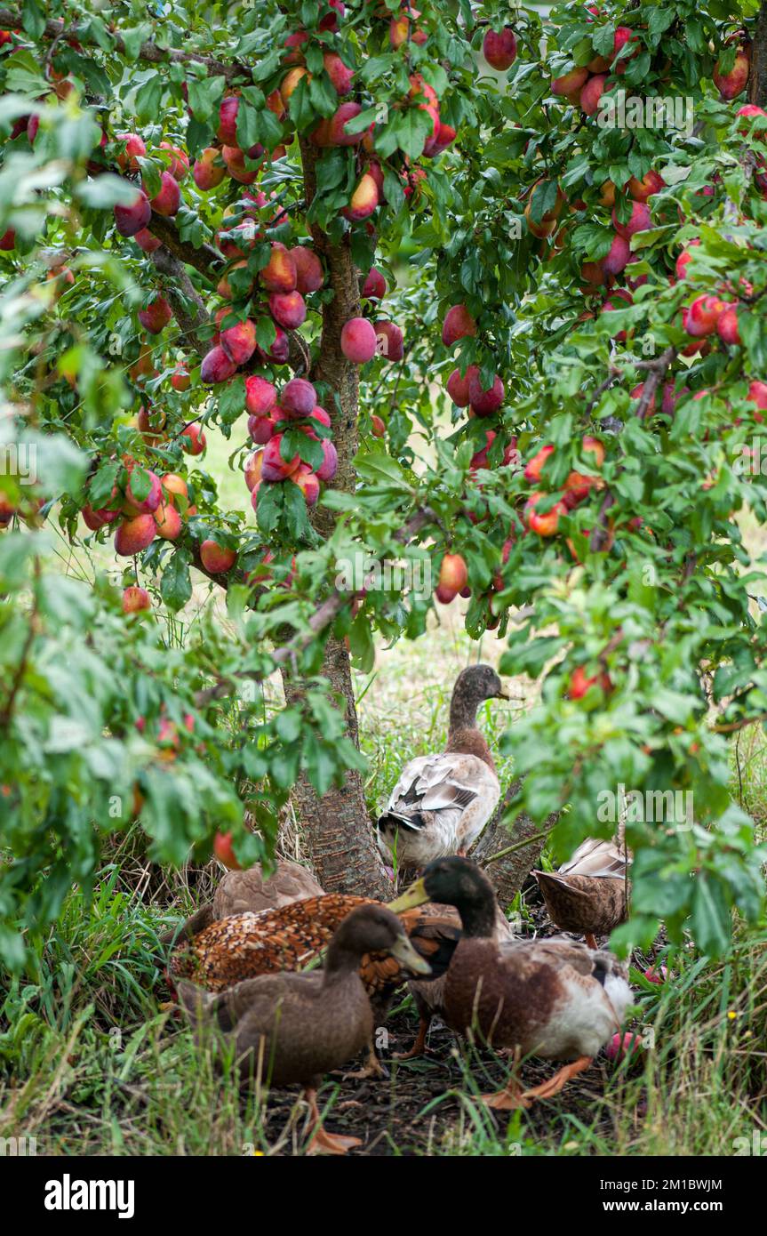 Luisa plum tree with Khaki Campbell ducks and a chicken foraging ...