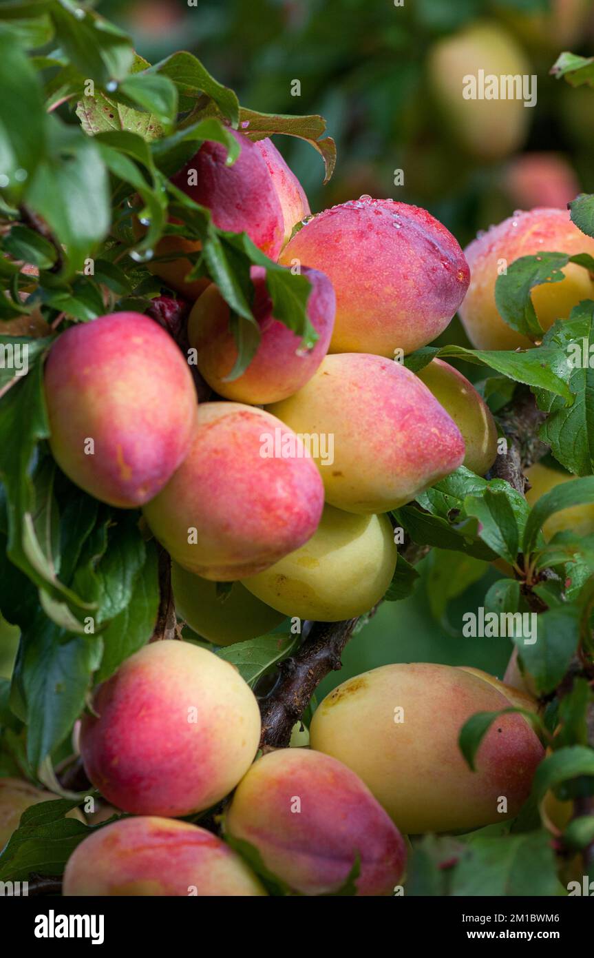 Close up of colourful ripe plums on the tree Stock Photo - Alamy