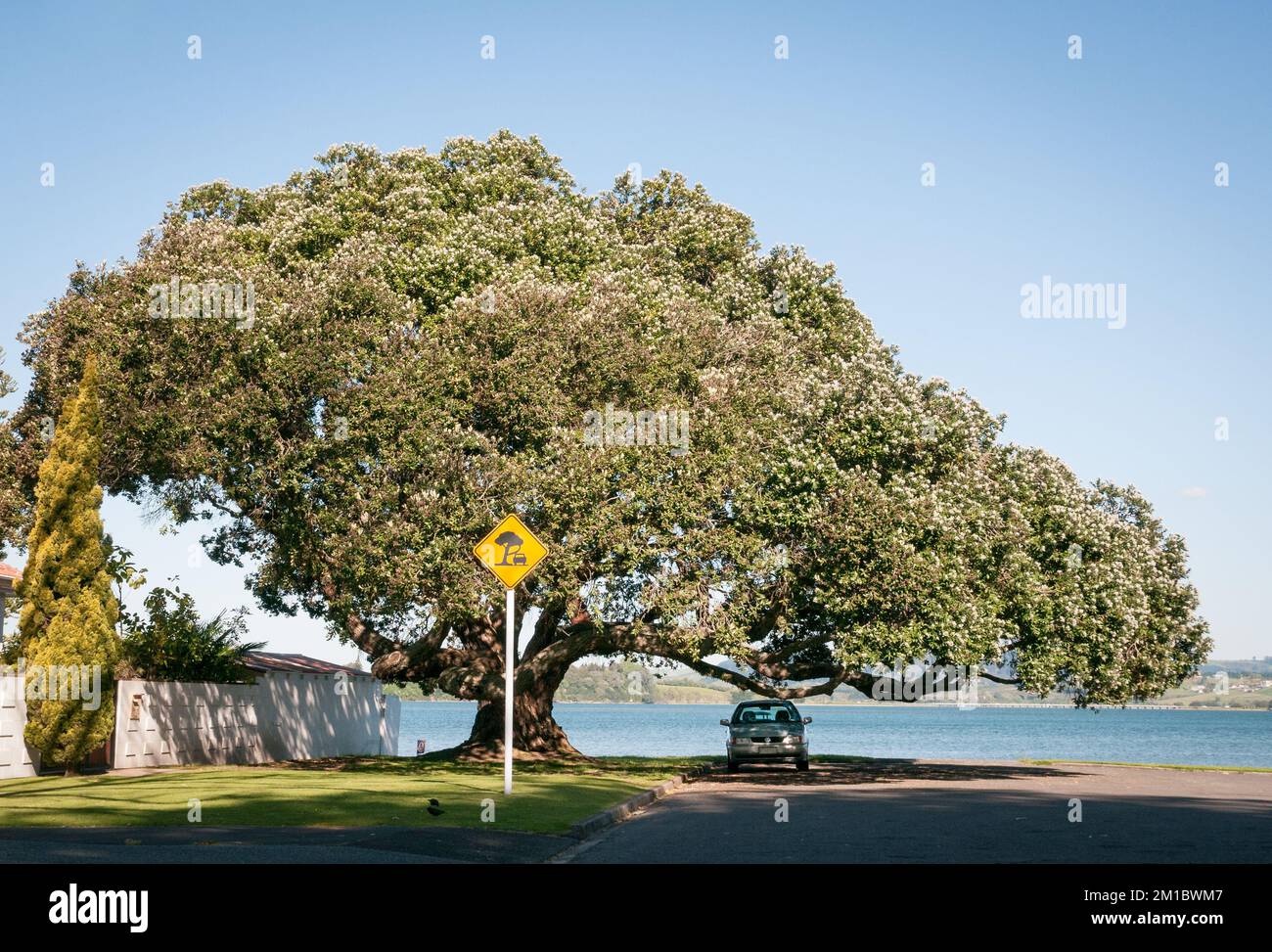 Large pohutukawa tree overhangs the street with small car below the ...