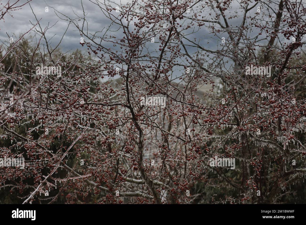 The branches and red berries of a Prairie Fire Crabapple Tree covered ...