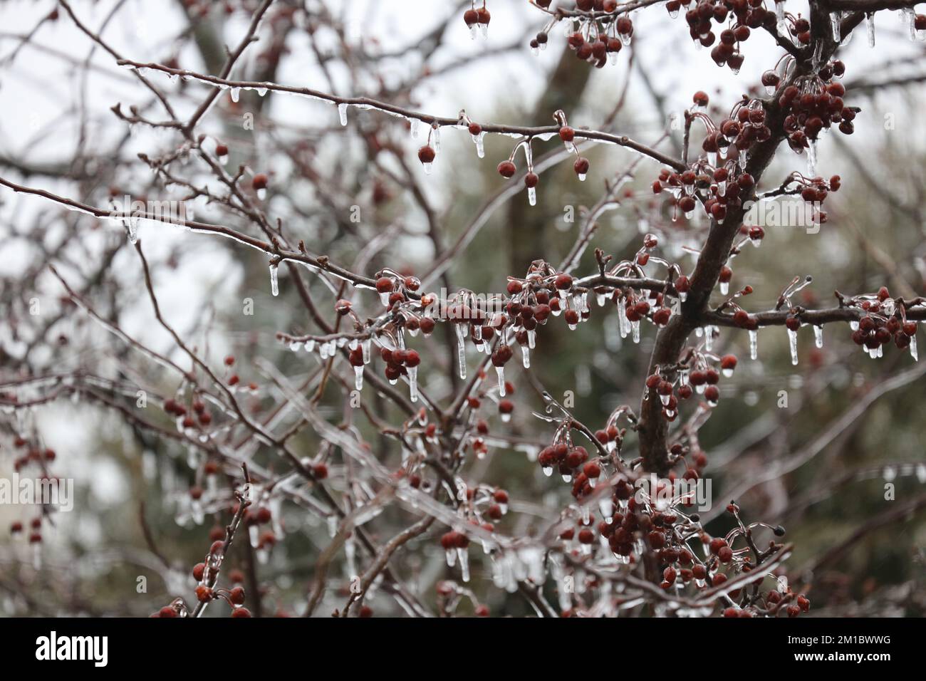 Close up of the branches and red berries of a Prairie Fire Crabapple ...