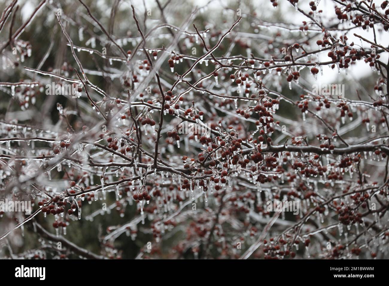 Close up of the branches and red berries of a Prairie Fire Crabapple ...