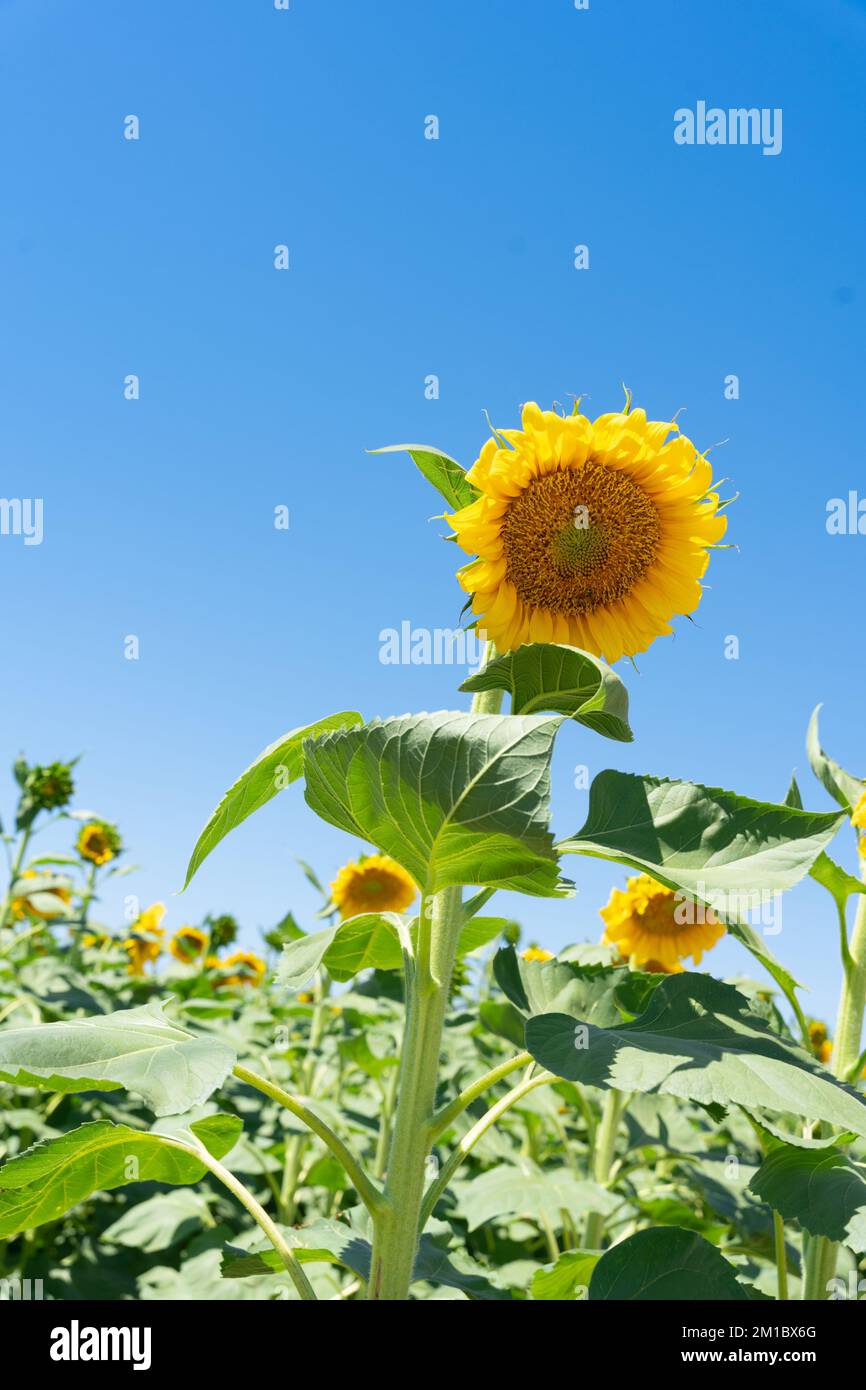 A vertical shot of sunflowers field in bloom on a sunny day against ...