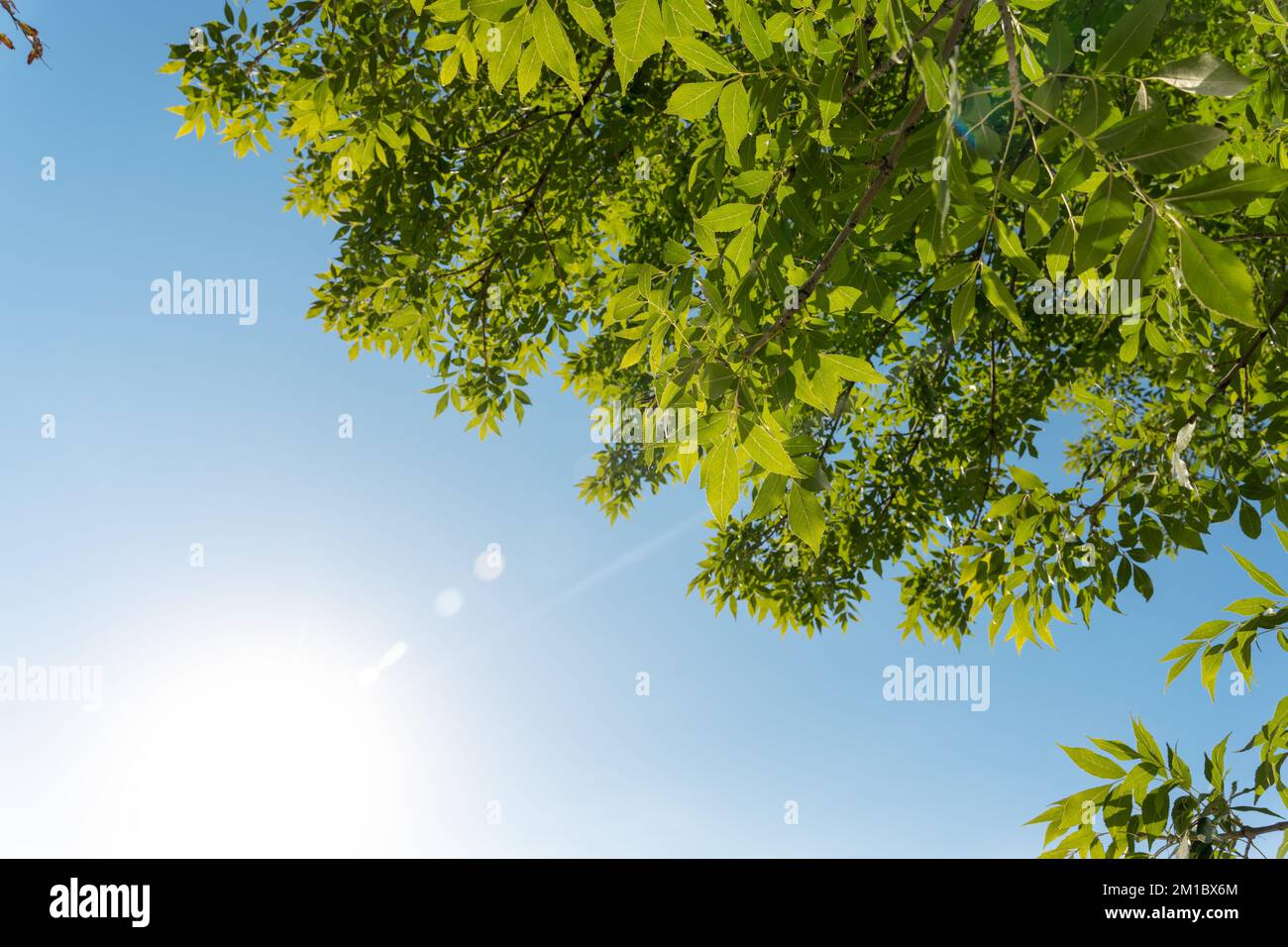 A closeup shot of green tree leaves growth against blue sky on a sunny ...