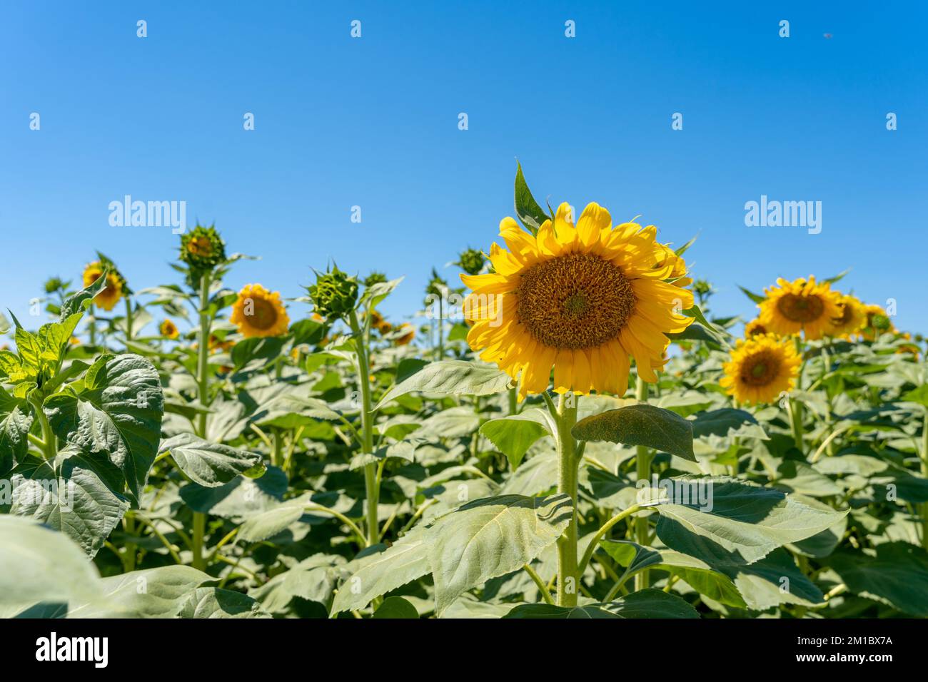 A beautiful shot of sunflowers field in bloom on a sunny day against ...