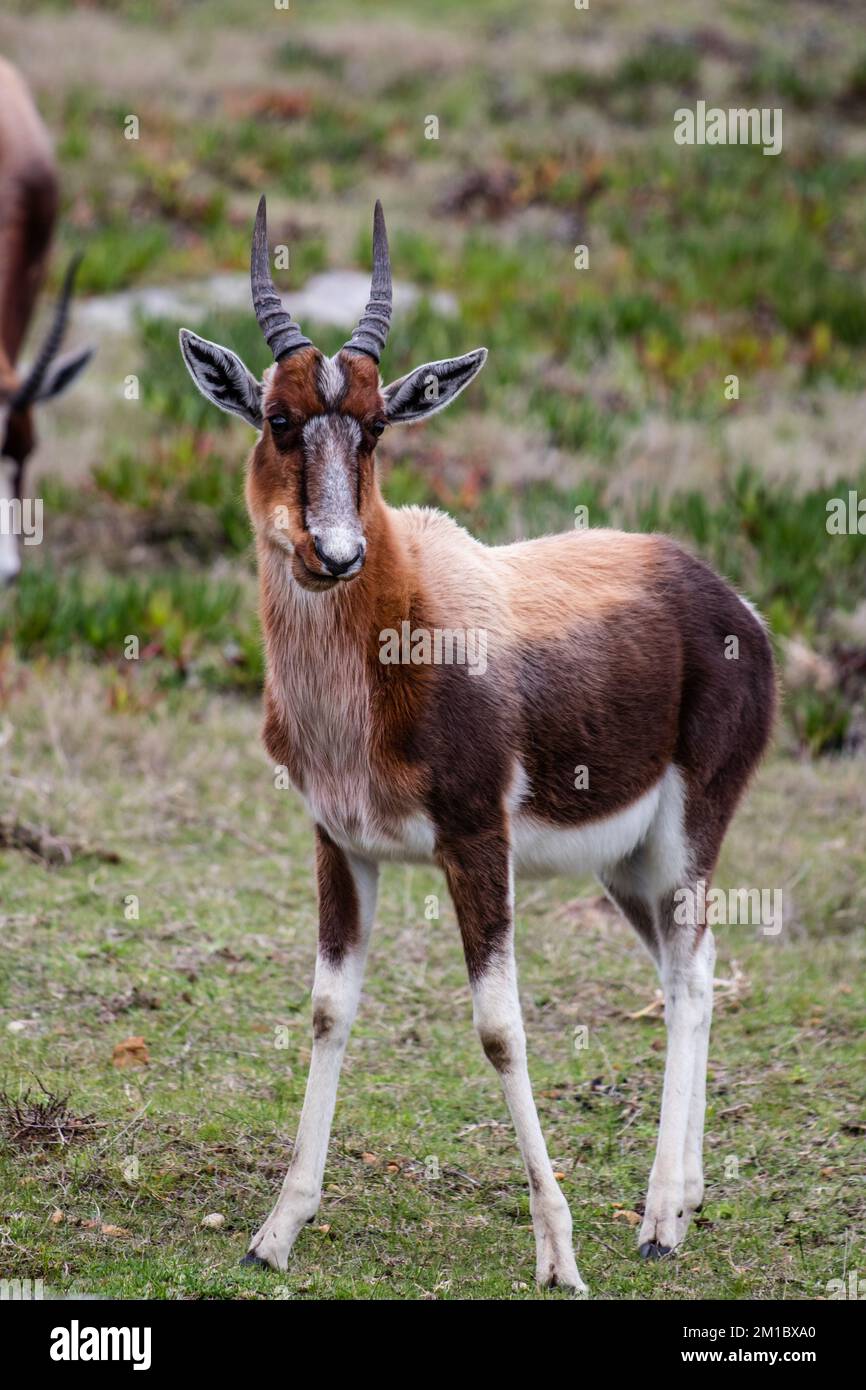 A vertical shot of Bontebok standing on grassland in a park Stock Photo ...
