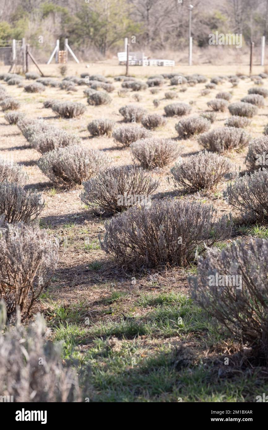 A vertical shot of dry plants in a rural field on a sunny day Stock ...