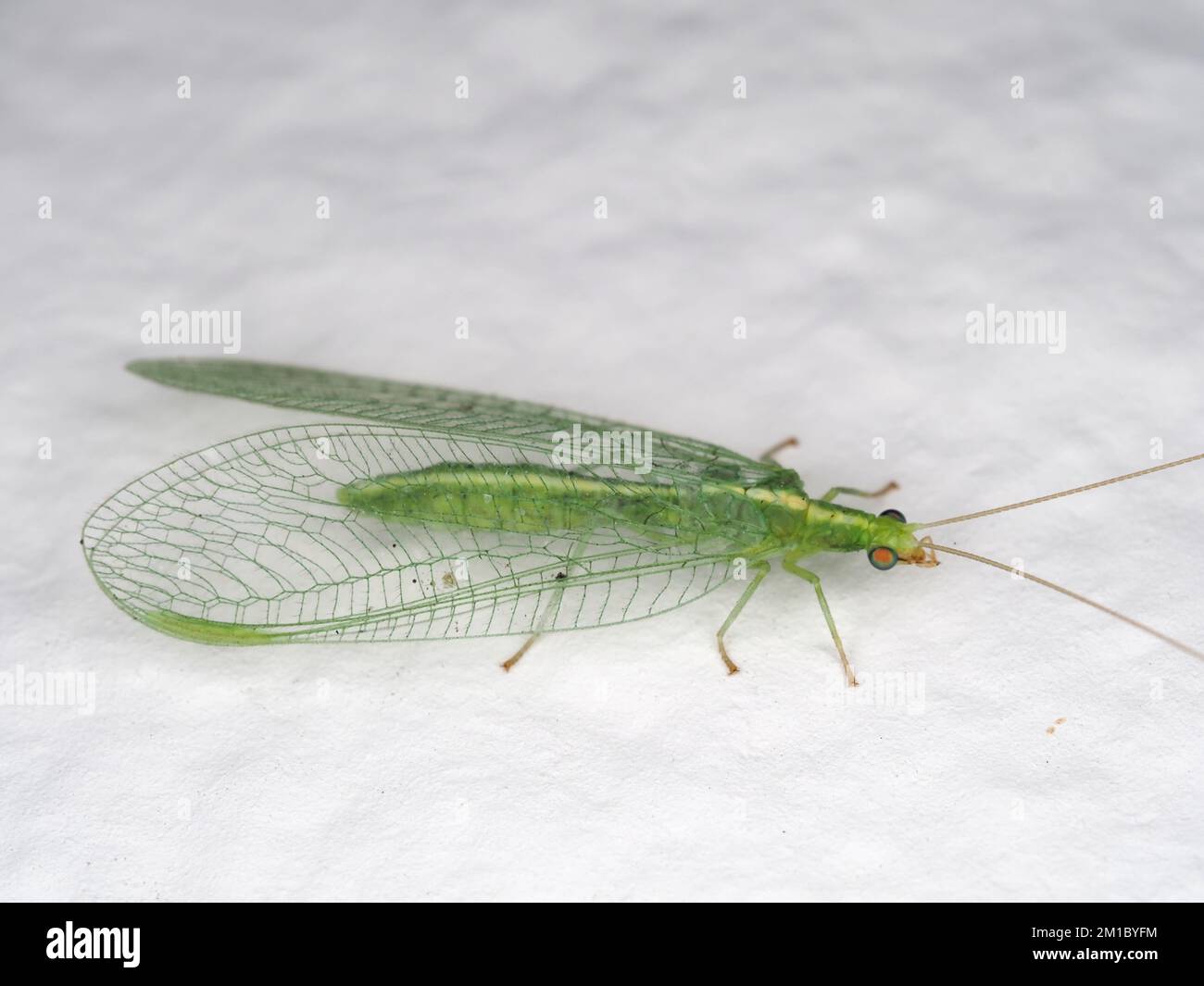 Green lacewing from Chrysoperla carnea group, possibly Chrysoperla ...