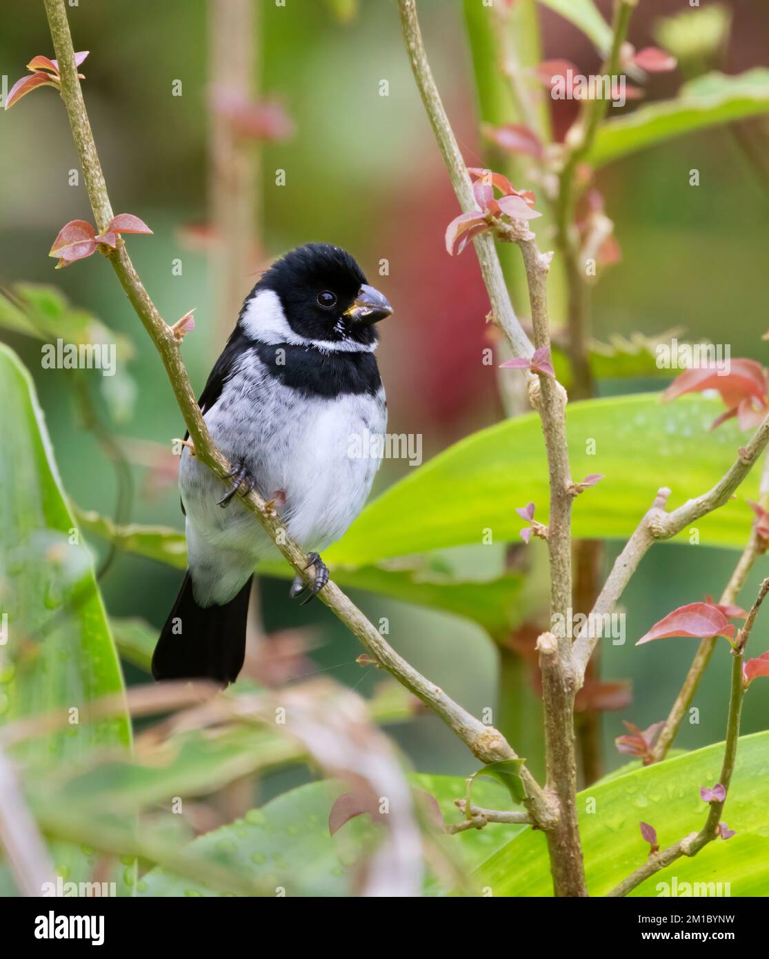Black and white seedeater hi-res stock photography and images - Alamy