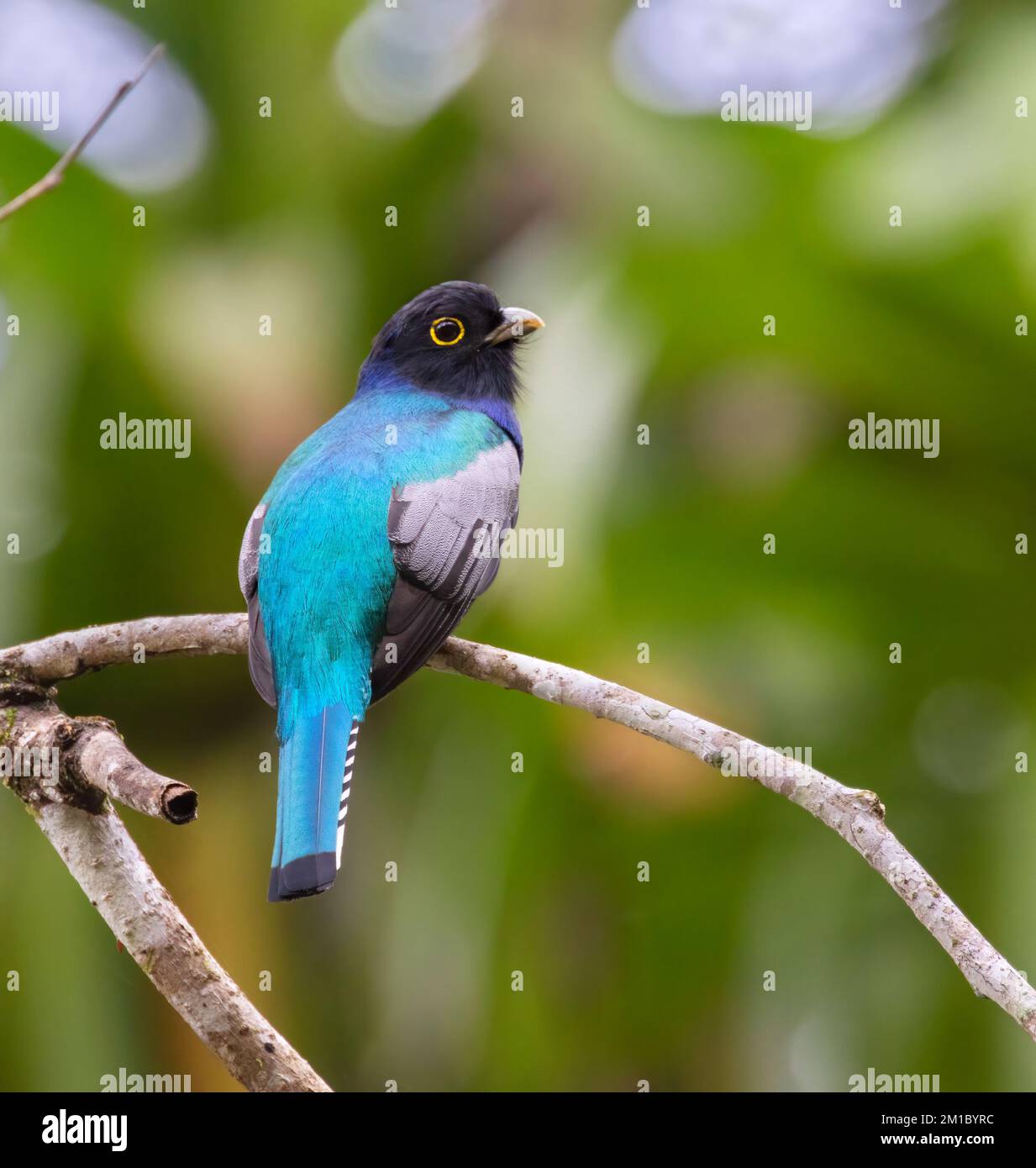 The gartered trogon or the northern violaceous trogon (Trogon caligatus ...